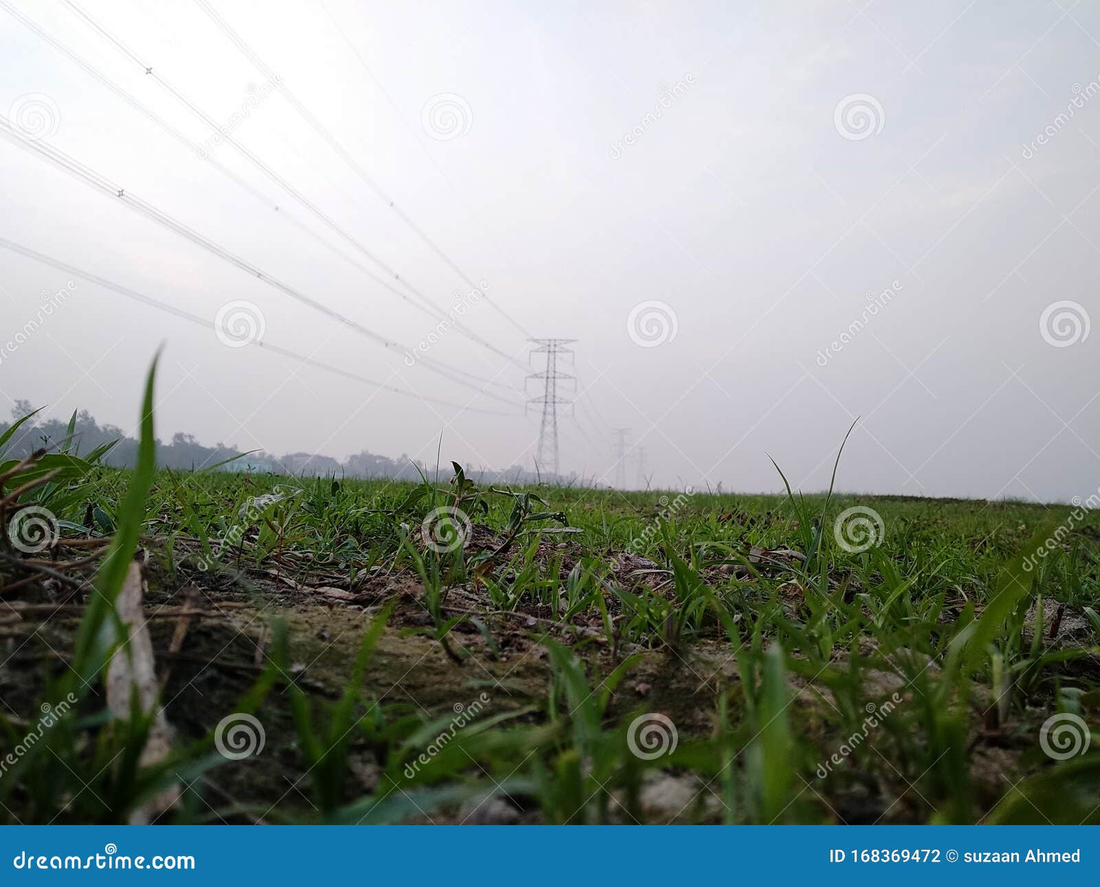 Grass Scenery on Early Evening Time Stock Photo - Image of time, grass ...