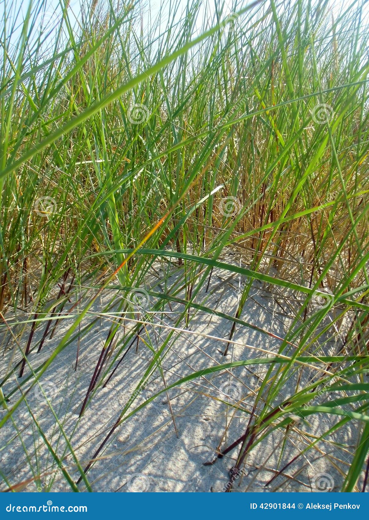 The grass stock photo. Image of green, shore, bush, seashore - 42901844