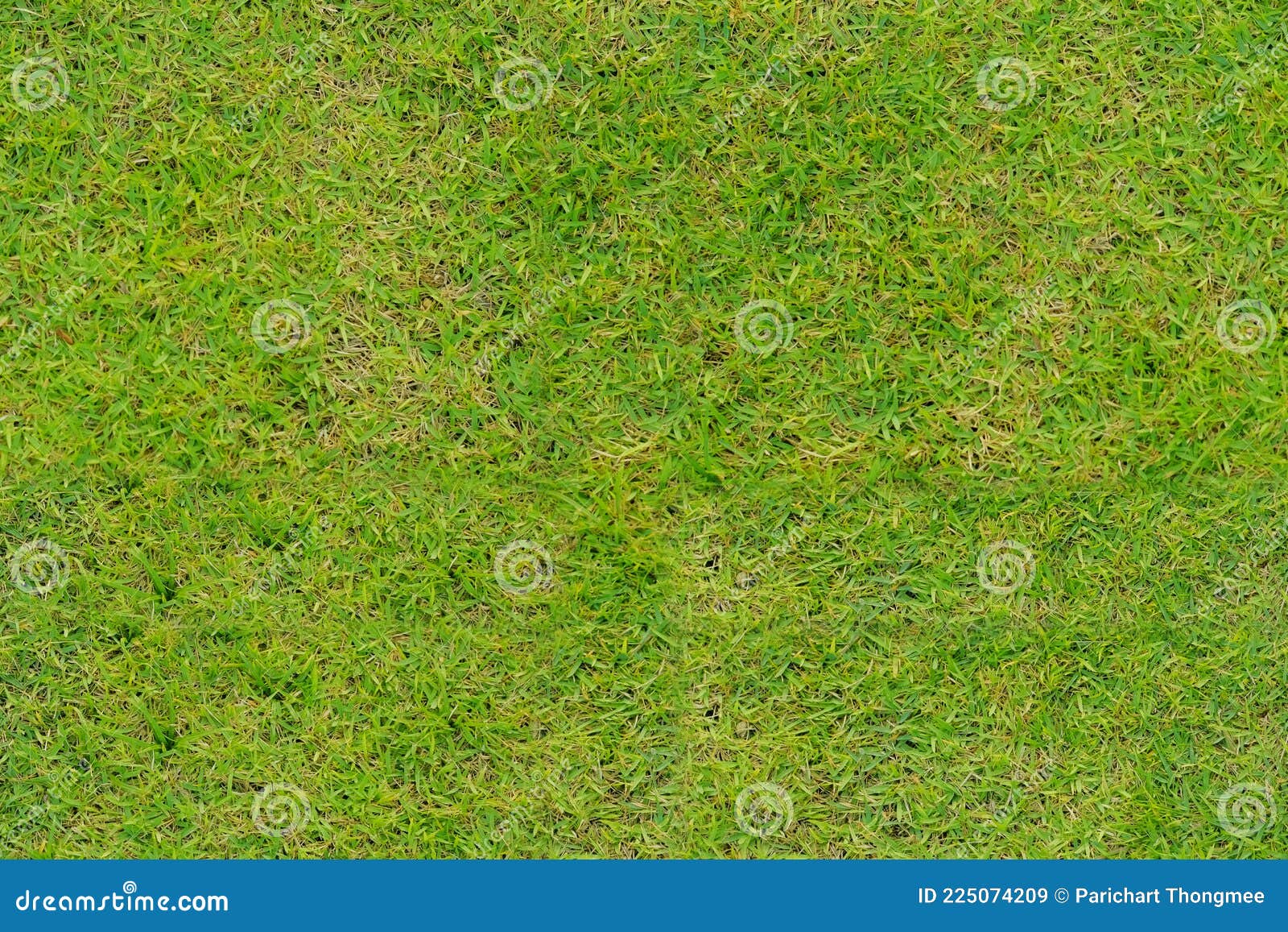 Grass Seamless Pattern Material Mapping for Architecture Landscape 3d ...