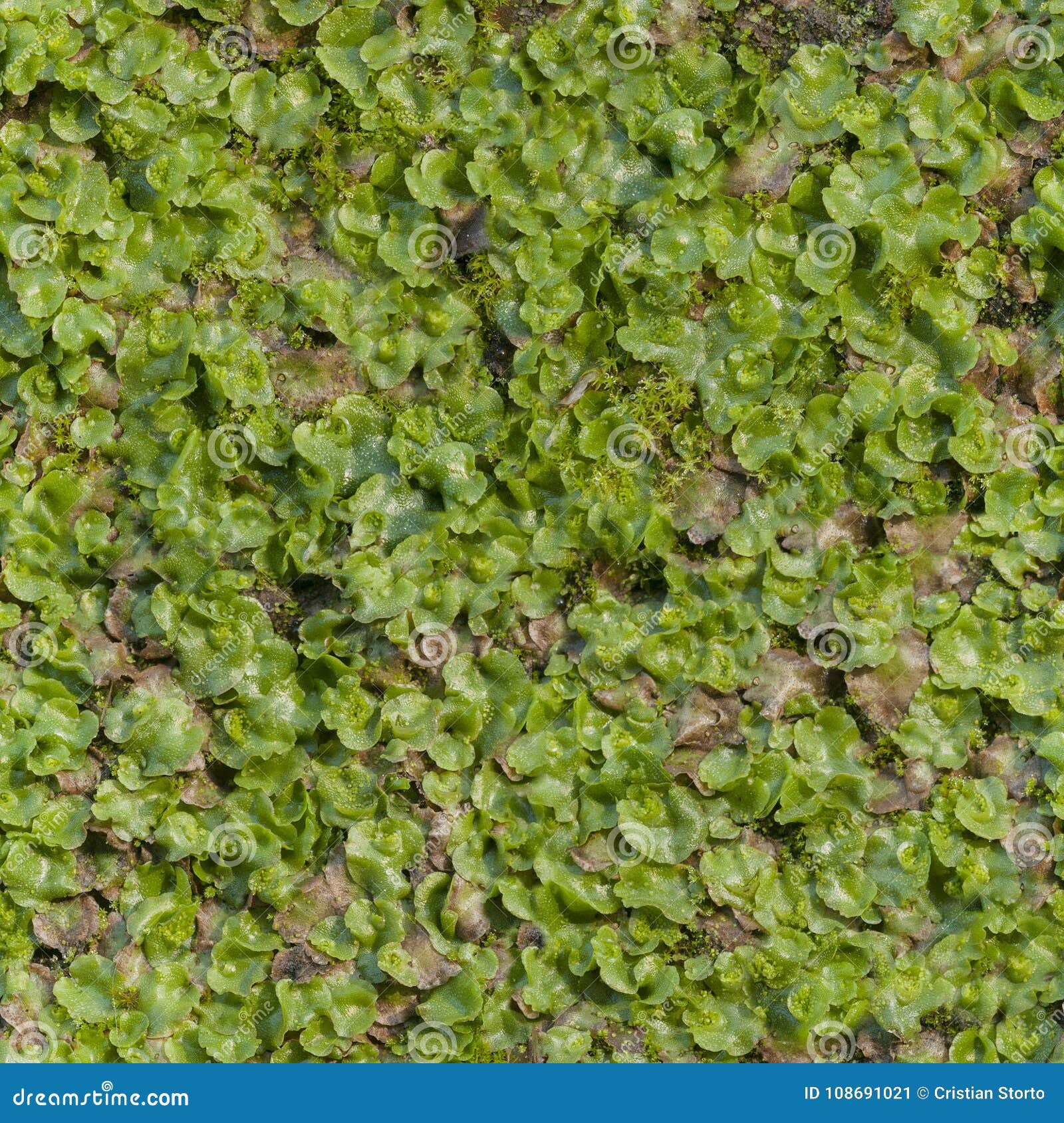 Grass seamless pattern stock image. Image of natural - 108691021
