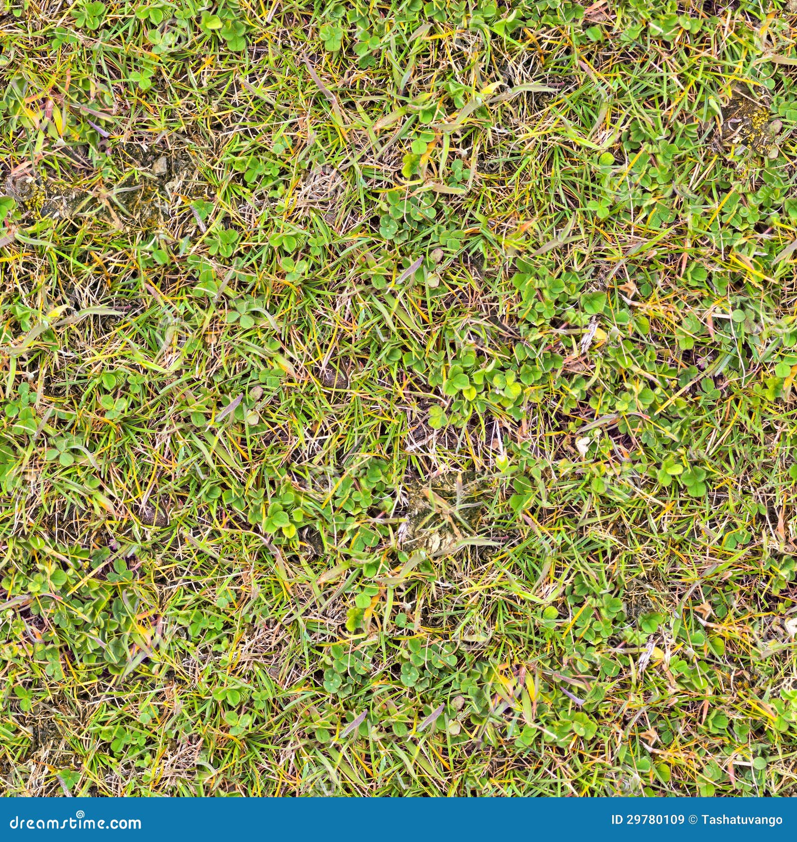 Grass. Seamless Texture. stock image. Image of grassy - 29780109