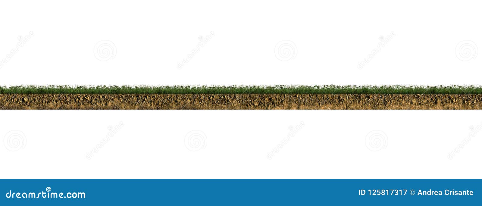Grass Section Isolated on White Background Stock Illustration ...