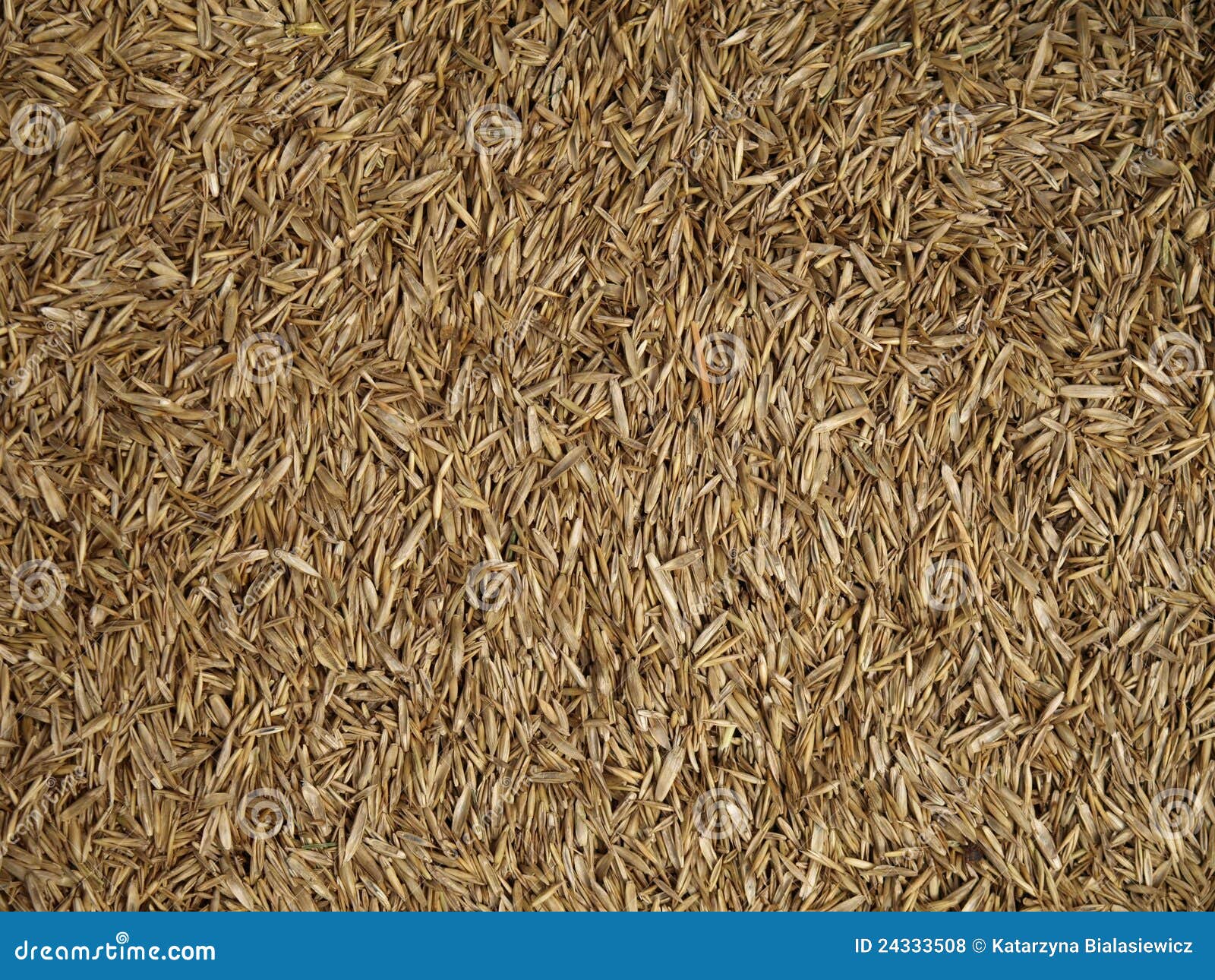 Grass seed, close up stock photo. Image of growth, natura - 24333508