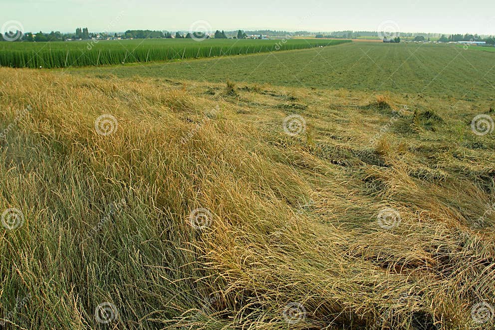 Grass seed and hops stock image. Image of crop, oregon - 1056287