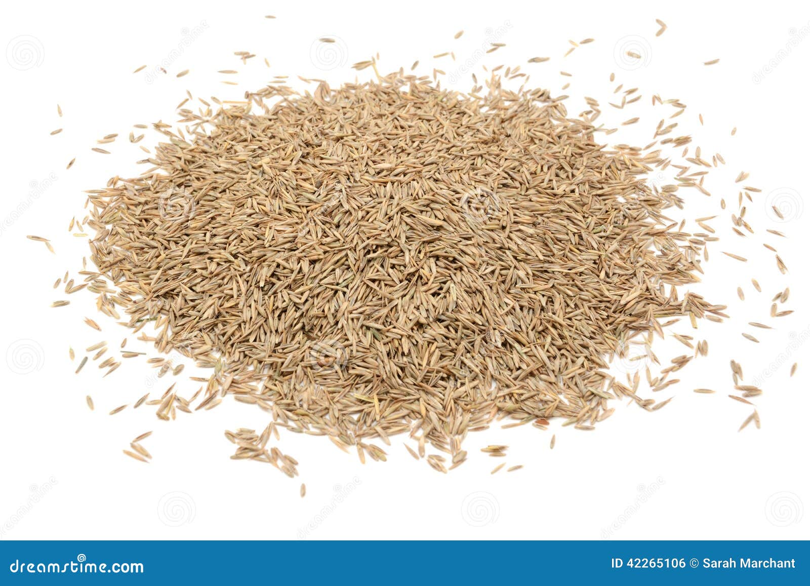 Grass seed stock photo. Image of organic, cultivation - 42265106