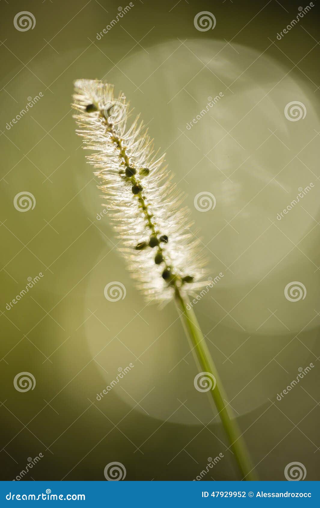 Grass Seed Spike Close Up in Sun Stock Photo - Image of back, plant ...