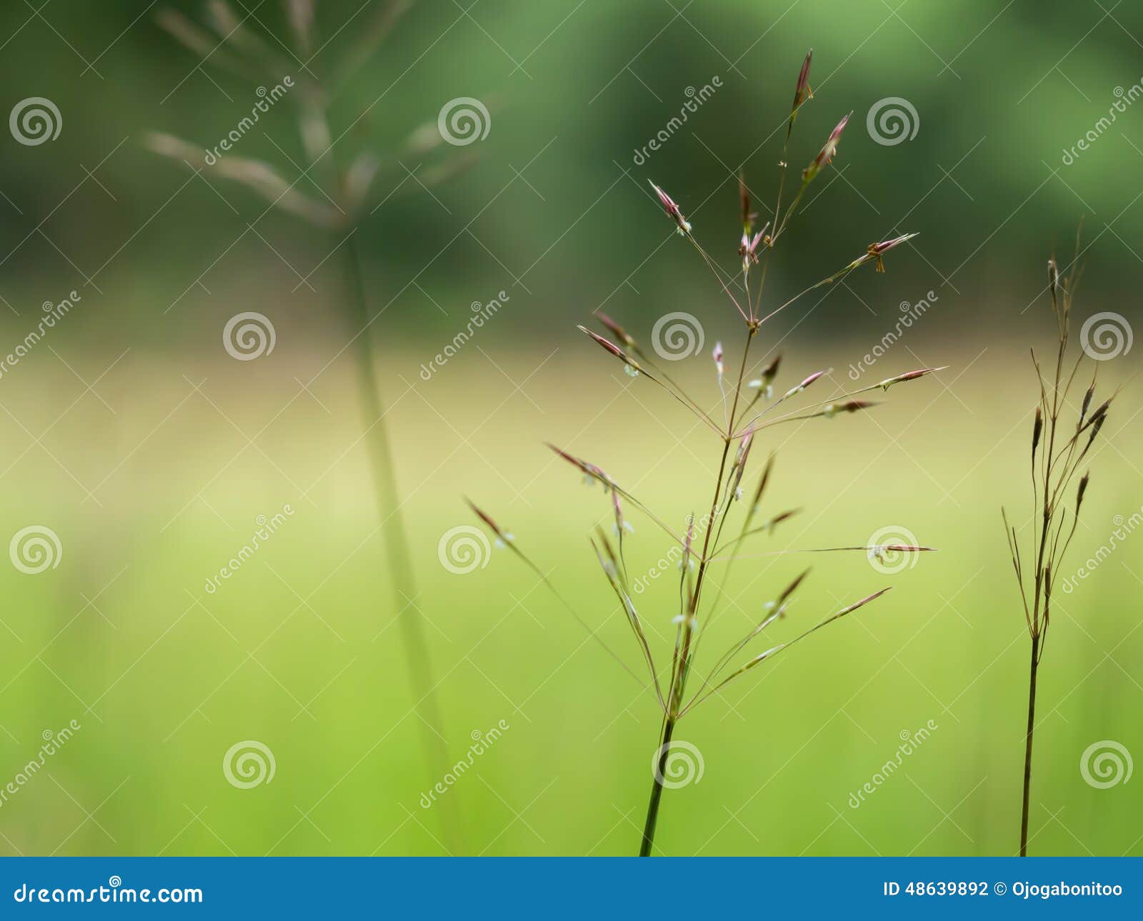 Grass seed stalks field stock photo. Image of meadow - 48639892