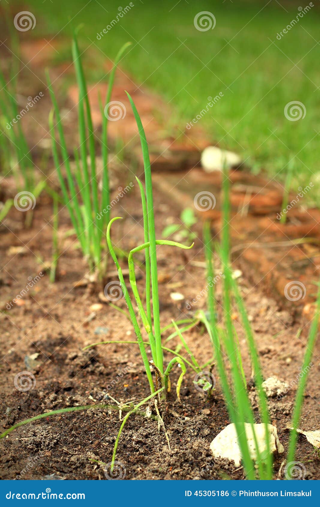 The Grass or Seedlings Emerging Naturally. Stock Photo - Image of leaf ...