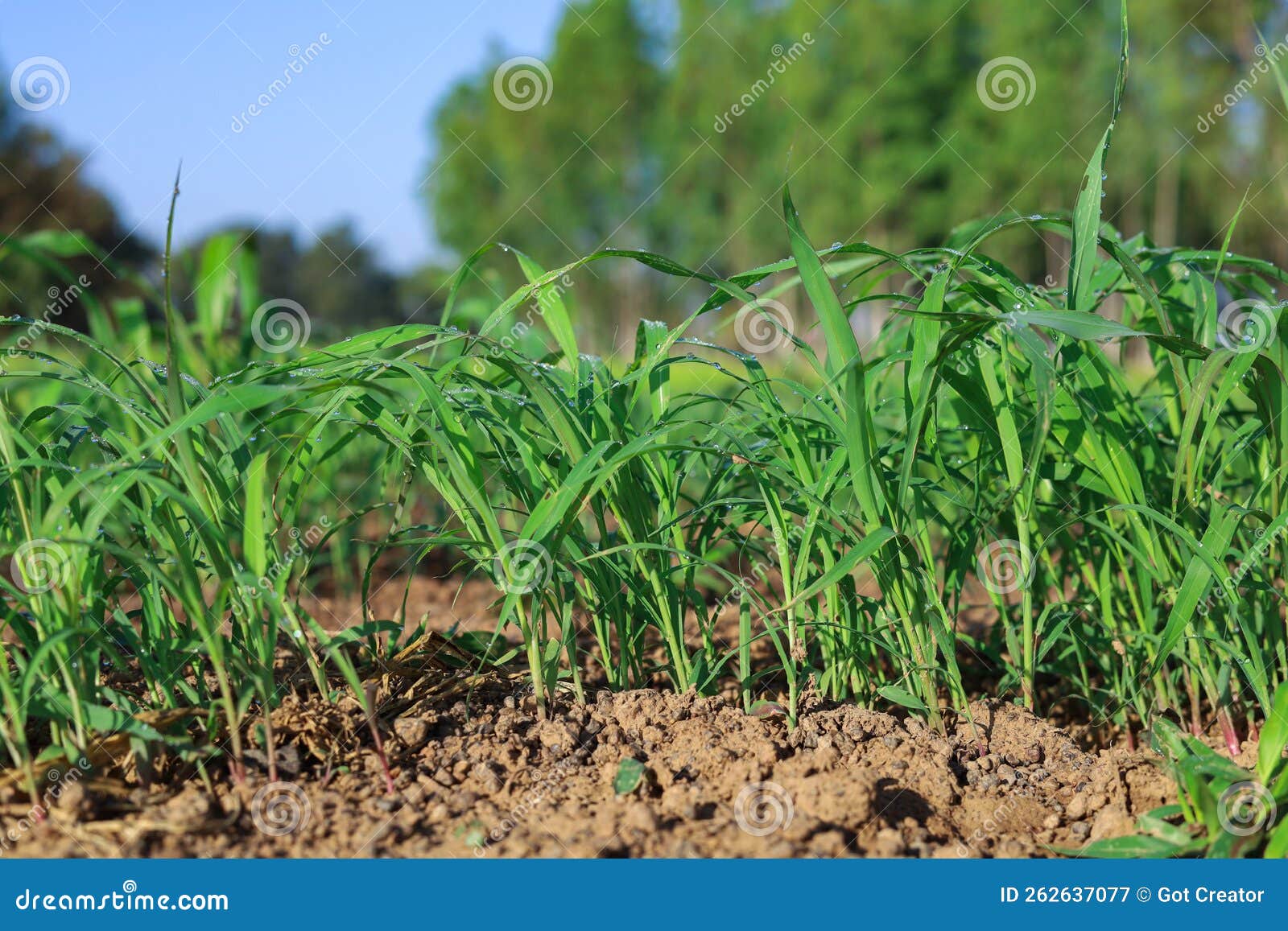 Grass Seedlings Growing Sweet Jumbo Stock Image - Image of soft, horn ...
