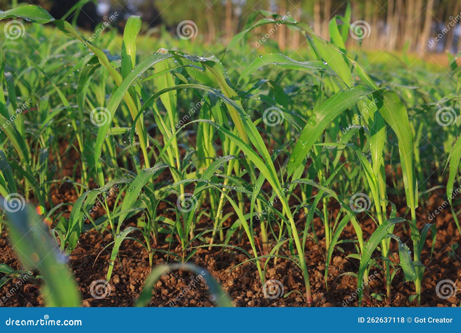 Grass Seedlings Growing Sweet Jumbo Stock Photo - Image of fresh ...