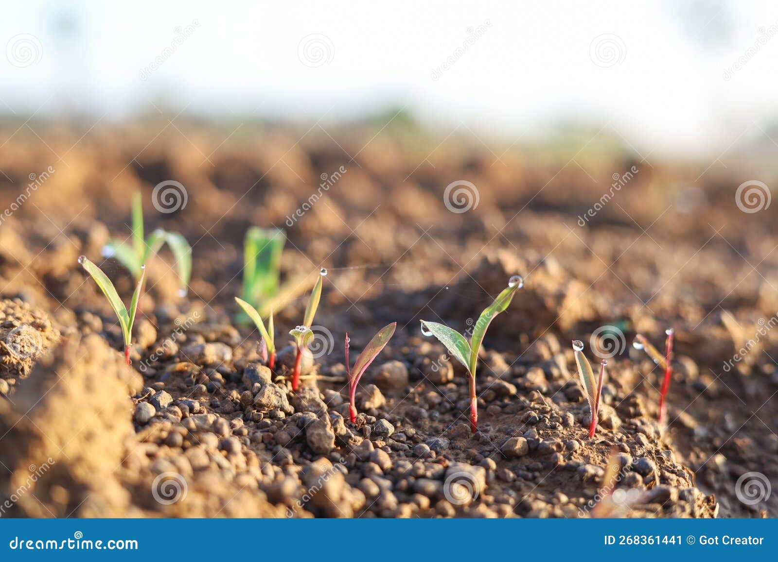Grass Seedlings Growing Sweet Jumbo Stock Image - Image of nature ...