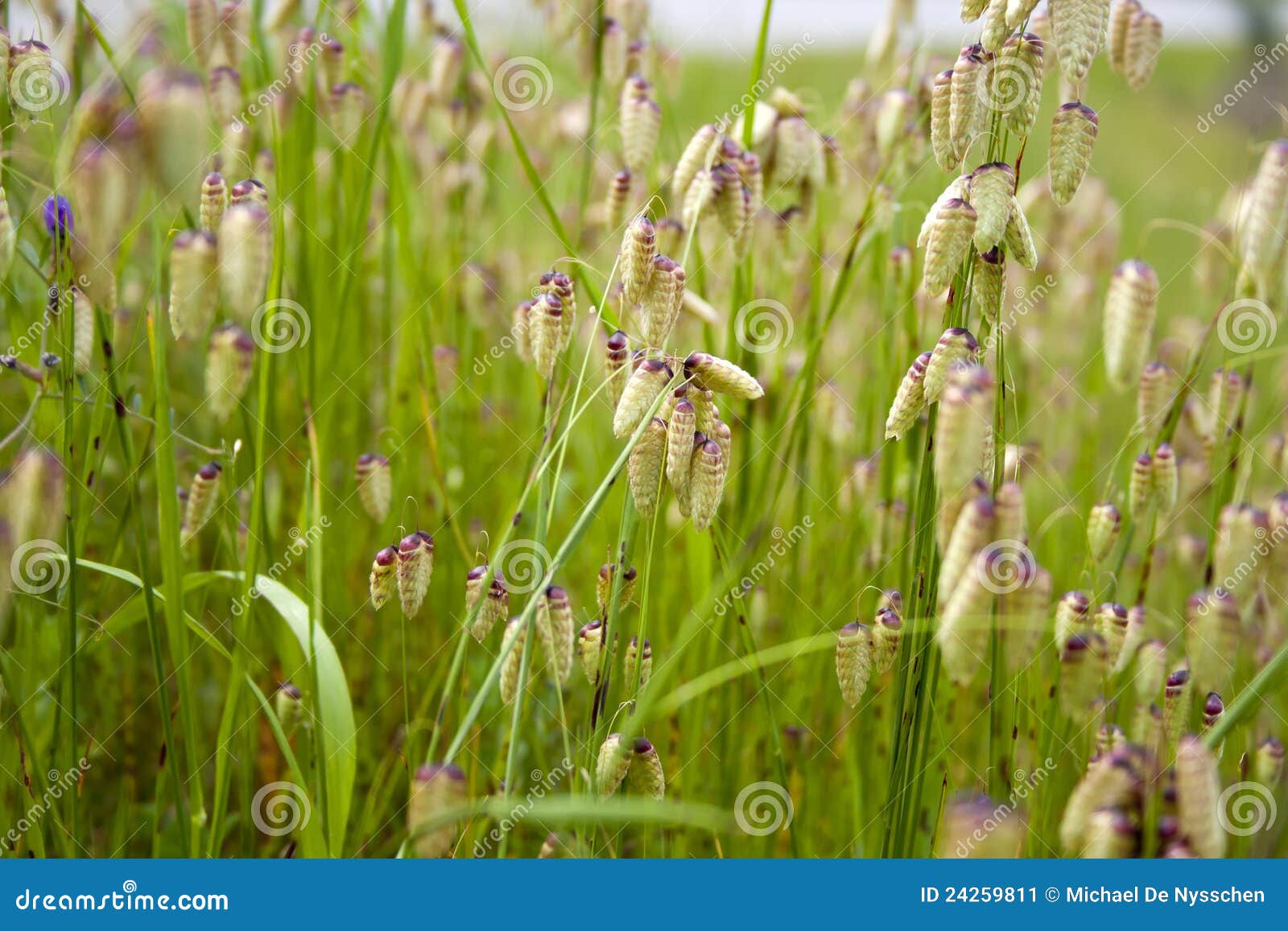 Grass seeds abstract stock image. Image of abstract, wild - 24259811
