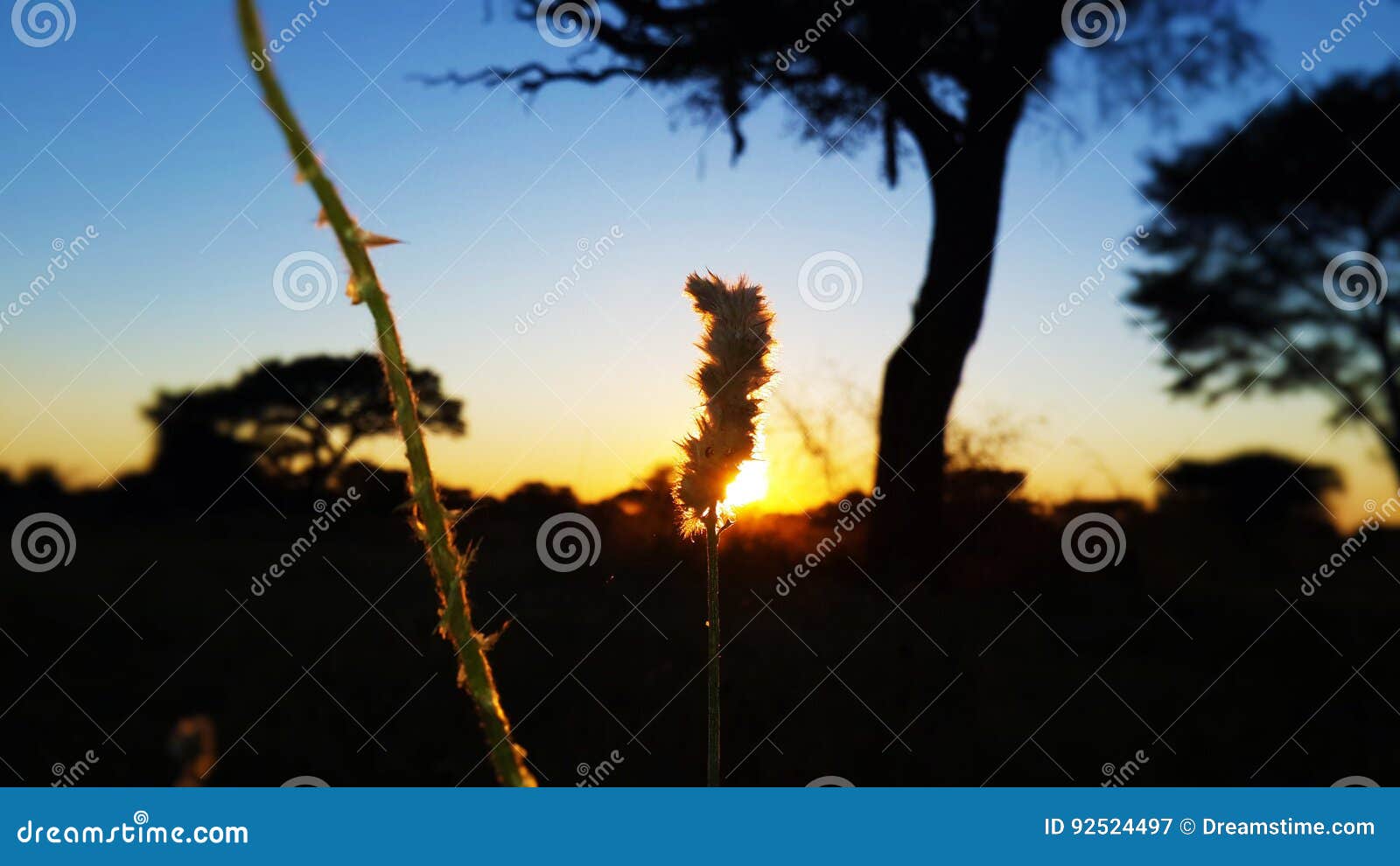 Grass seeds stock image. Image of namibia, namibian, backgroud - 92524497