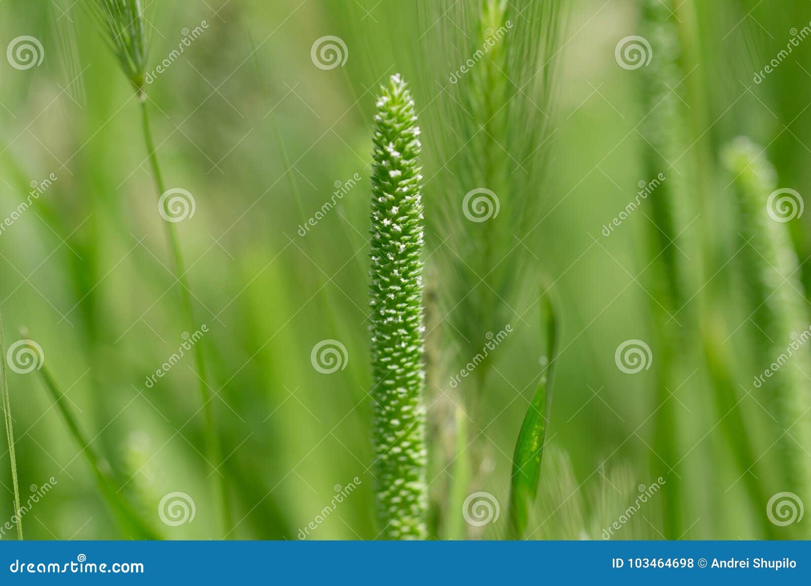 Grass Seeds in Nature. Macro Stock Photo - Image of closeup, spring ...