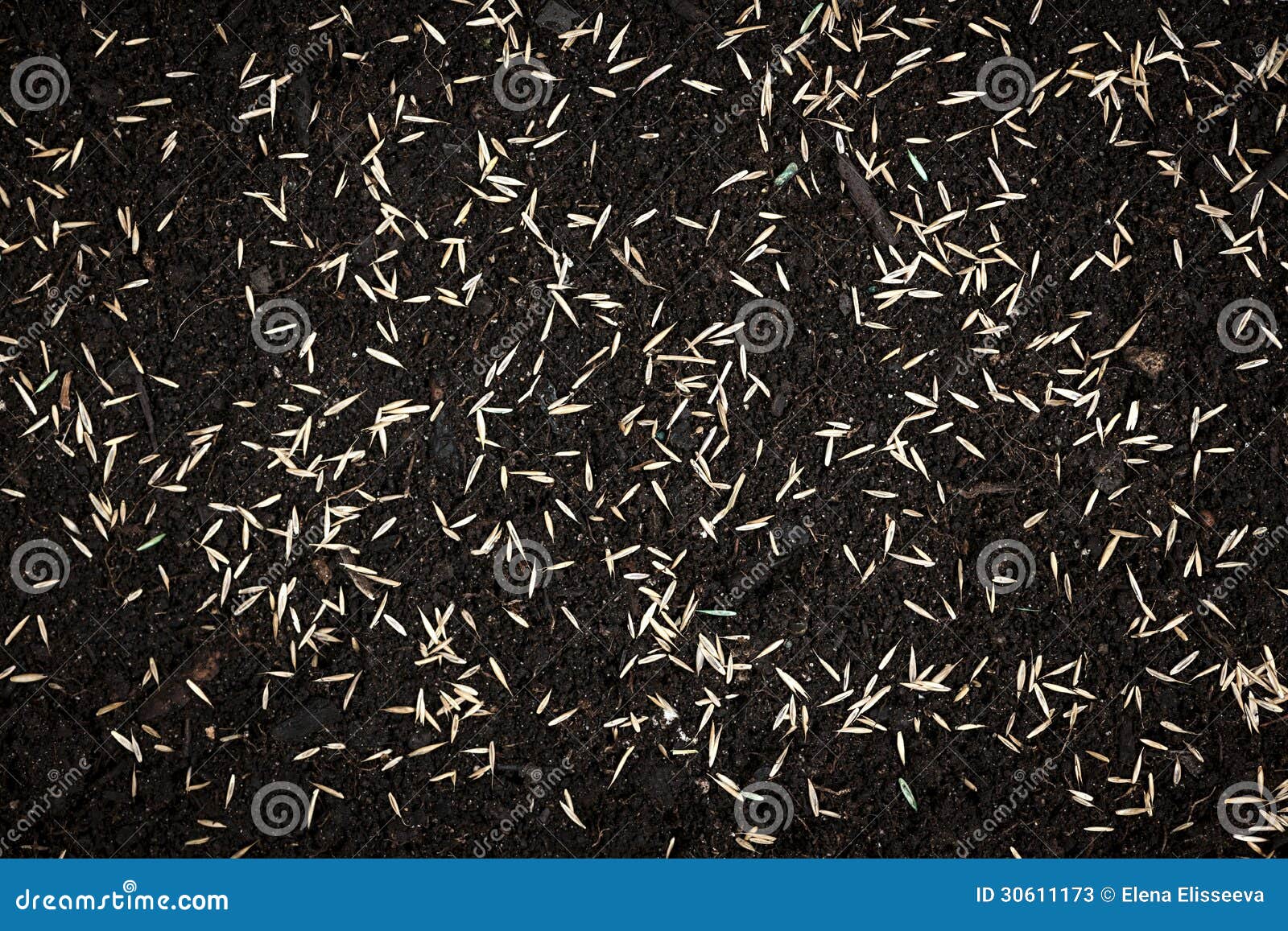 Grass seeds in soil stock image. Image of planting, earth - 30611173