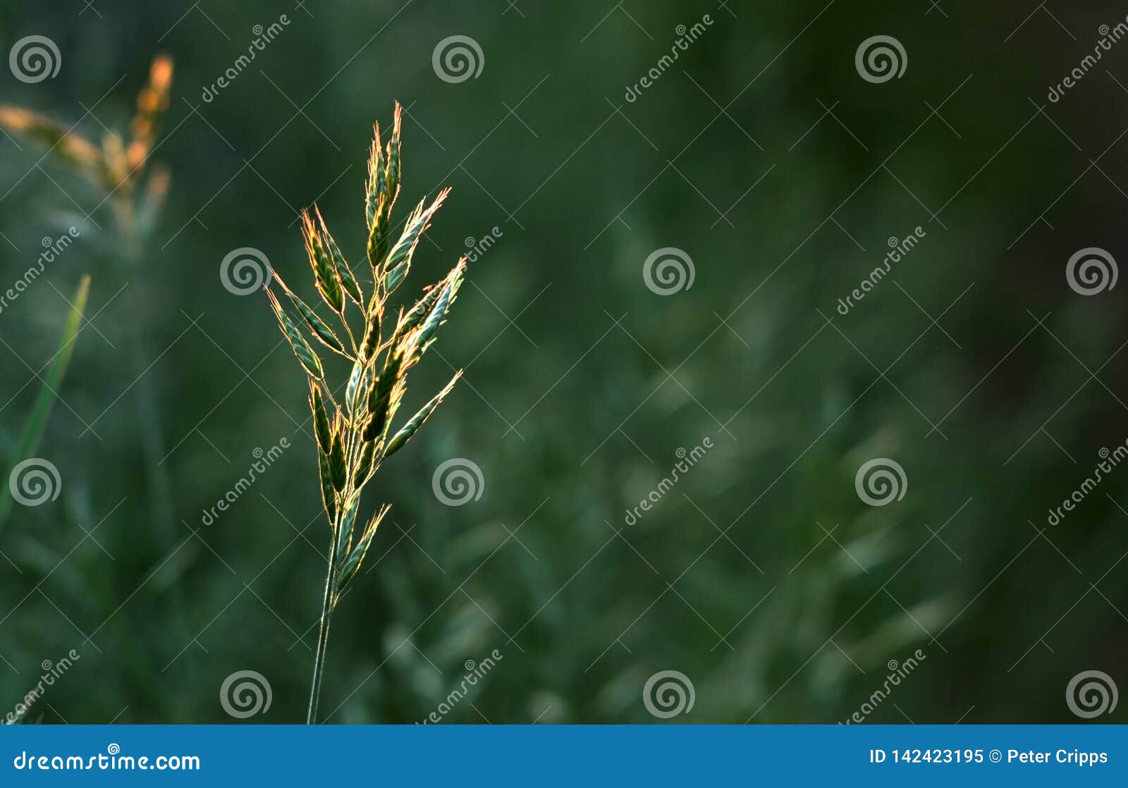 Grass seeds stock image. Image of head, seed, grass - 142423195