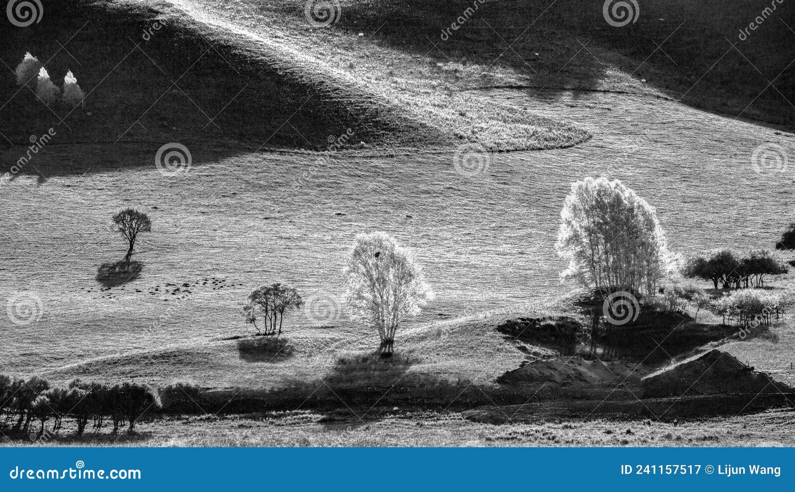 Beautiful Backlight, Grassland, Trees Stock Image - Image of ship ...