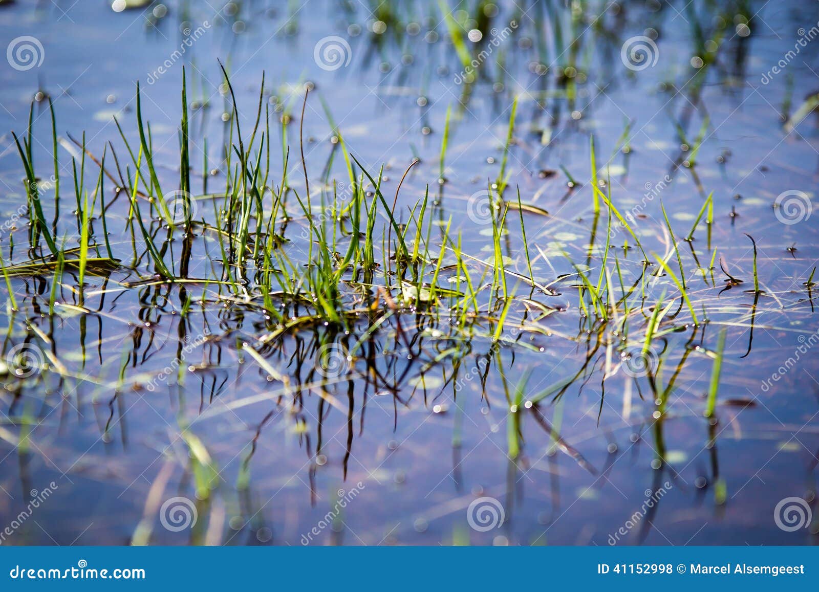 Grass in Shallow Pool of Water Stock Photo - Image of blur, blue: 41152998
