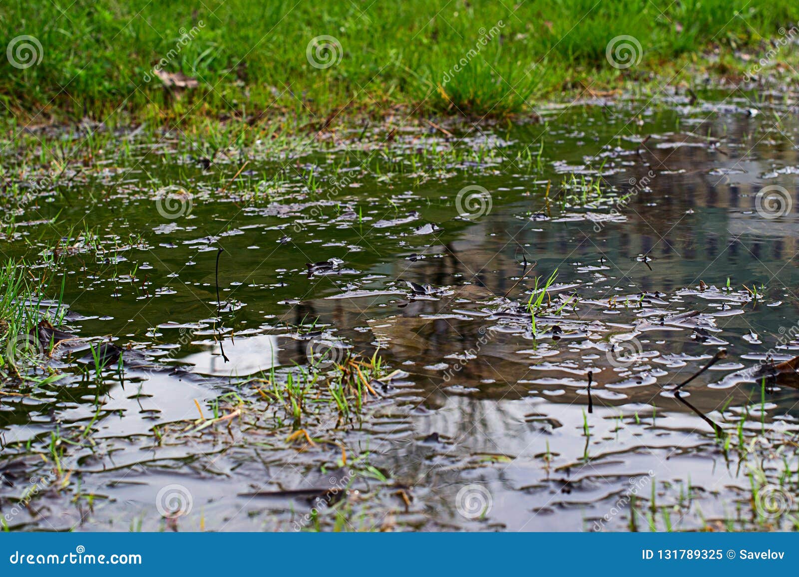 The Grass in the Shallow Water and the Shore Stock Image - Image of ...