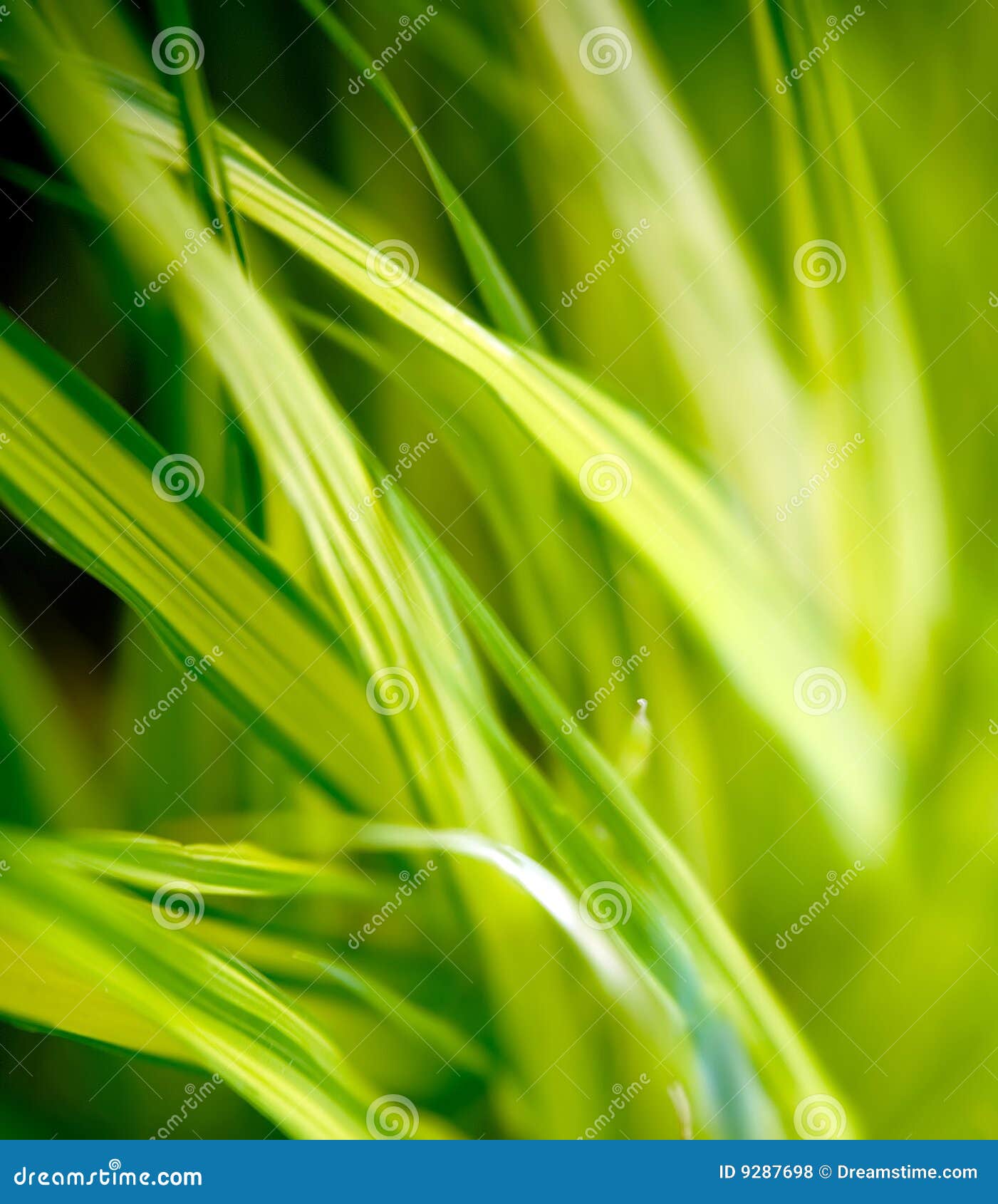 Grass Shapes stock photo. Image of environmental, biology - 9287698