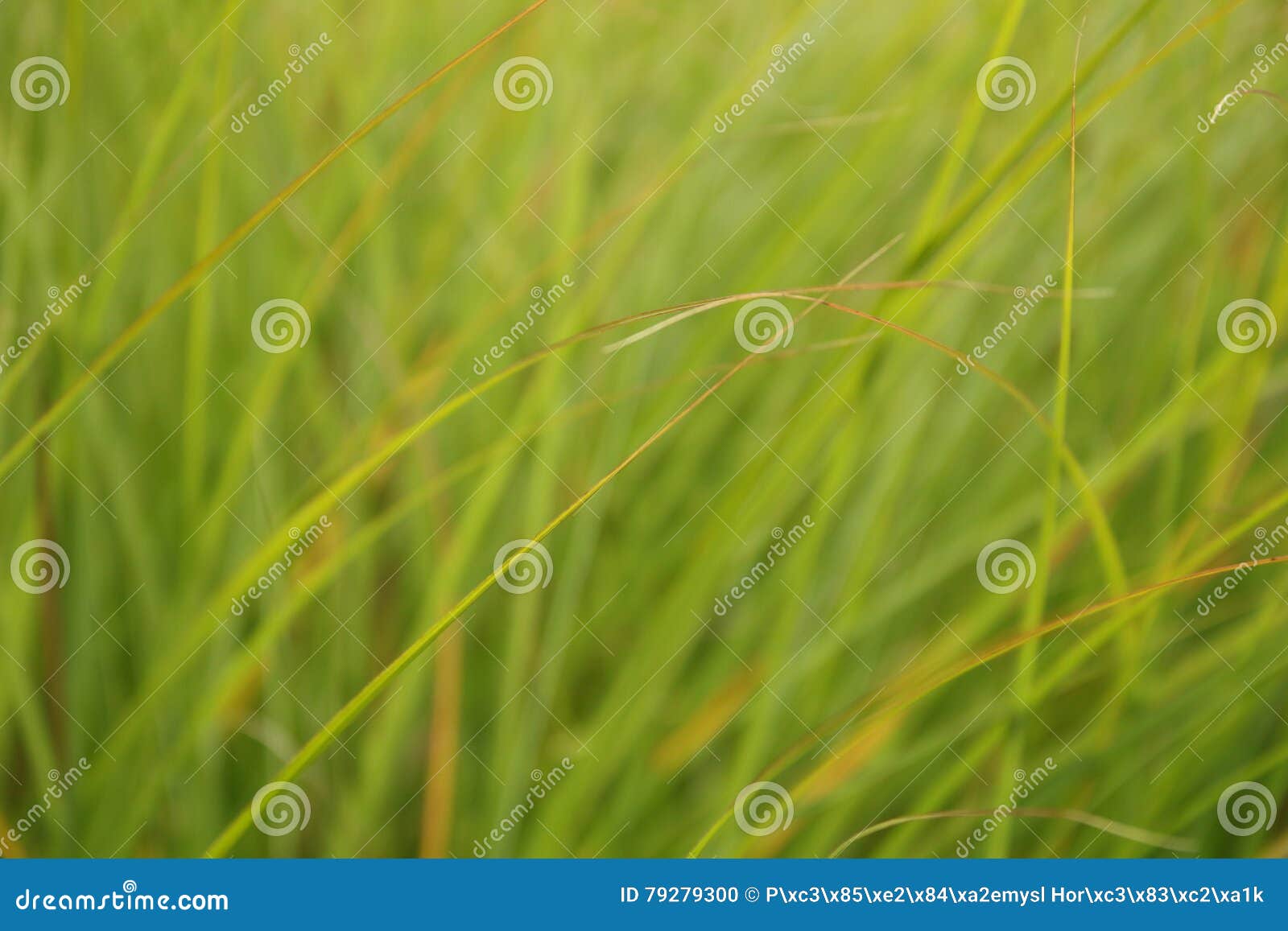 Grass Shapes stock photo. Image of bending, background - 79279300