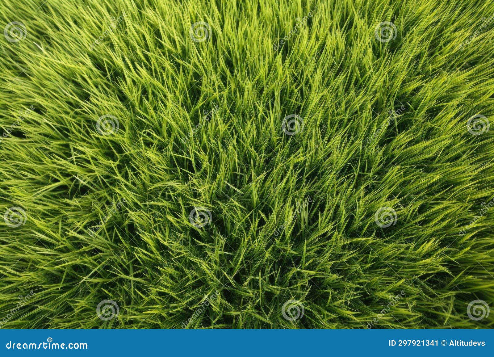 Grass with Sharp Ends, Shot in the Direction of the Wind Stock Image ...
