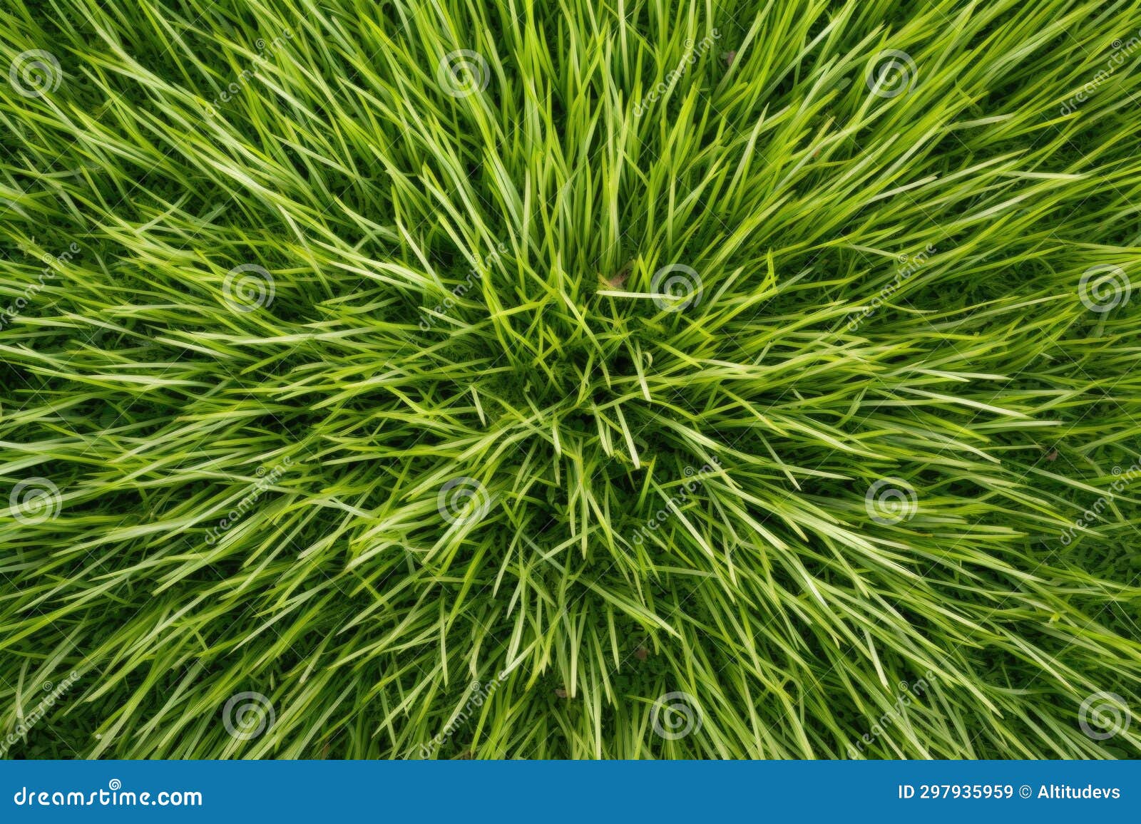 Grass with Sharp Ends, Shot in the Direction of the Wind Stock Image ...