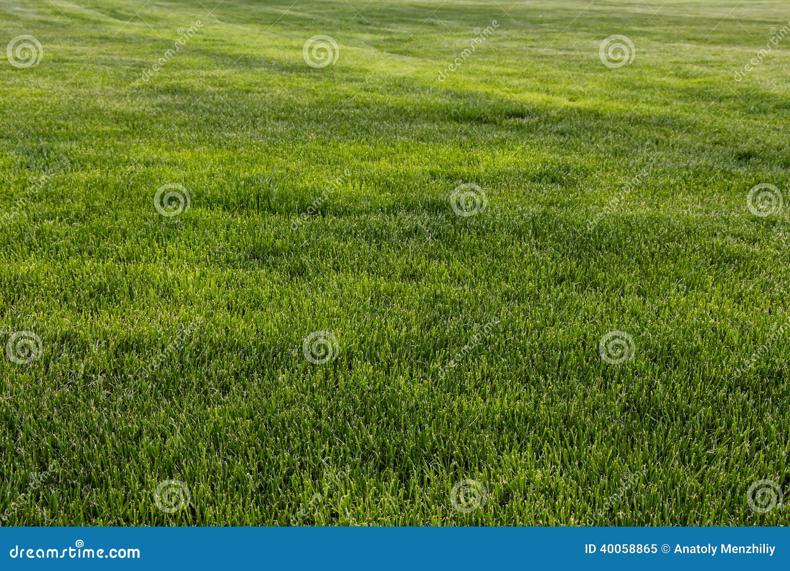 Grass shot stock image. Image of pattern, park, nature - 40058865