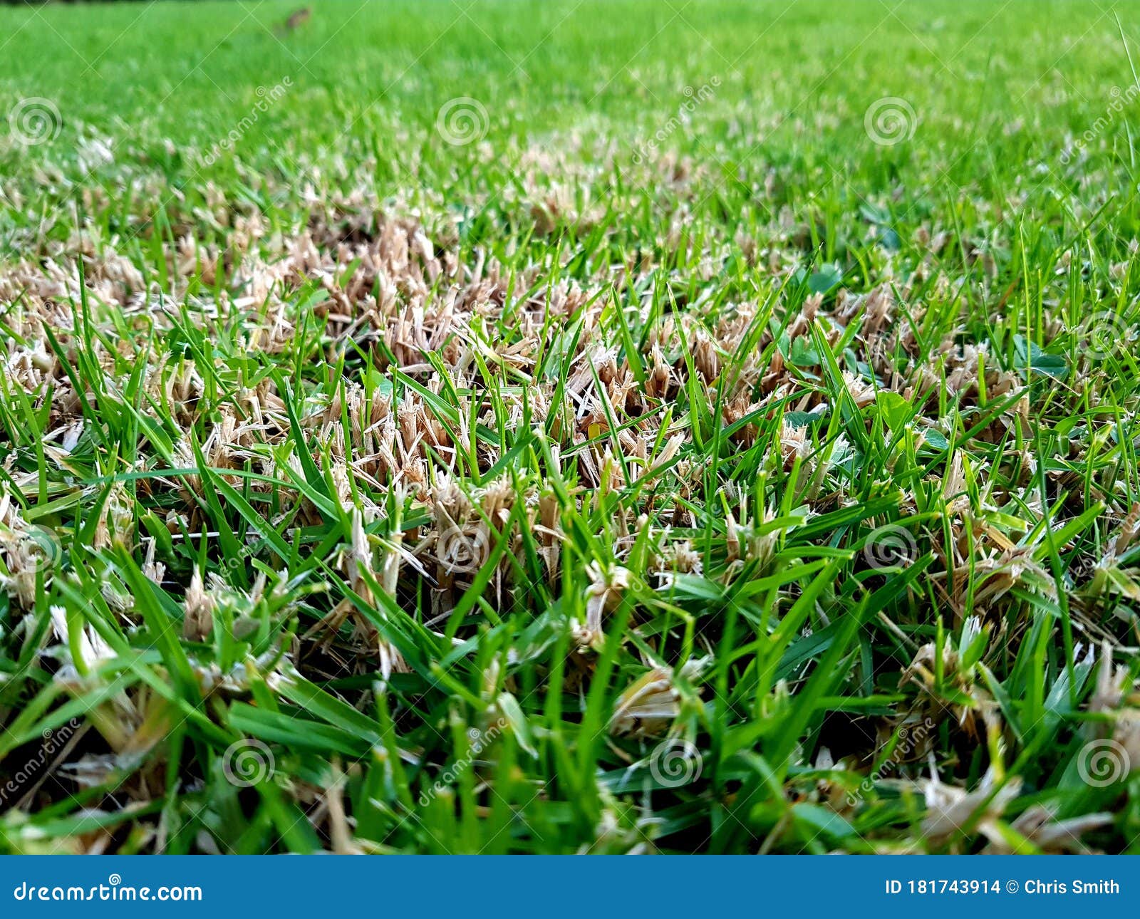 Grass shot from low angle. stock photo. Image of shrub - 181743914