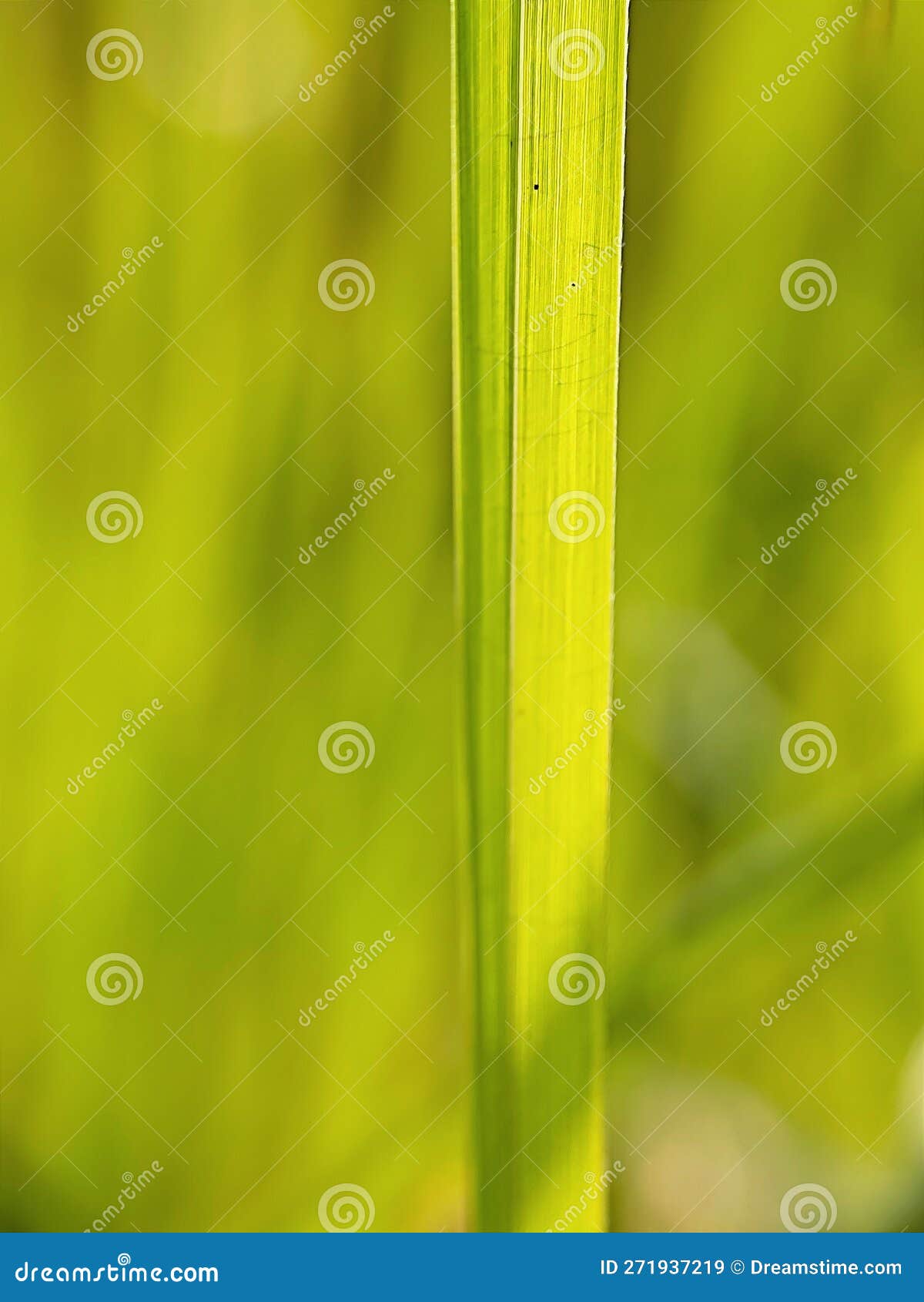 Grass shot whit macro stock image. Image of flower, shot - 271937219