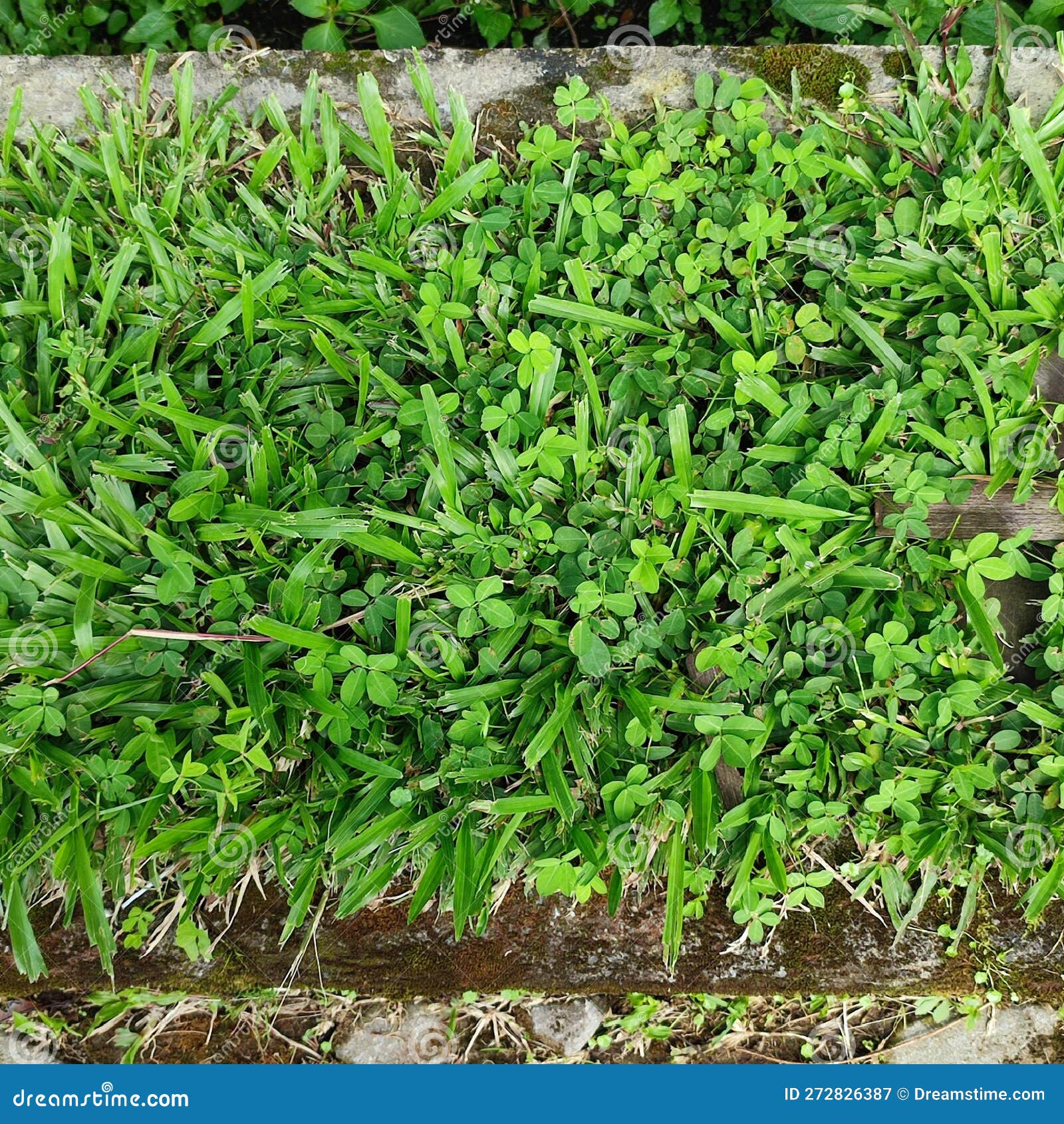 The Grass on the Side of the Residential Street that Grows Lush Stock ...