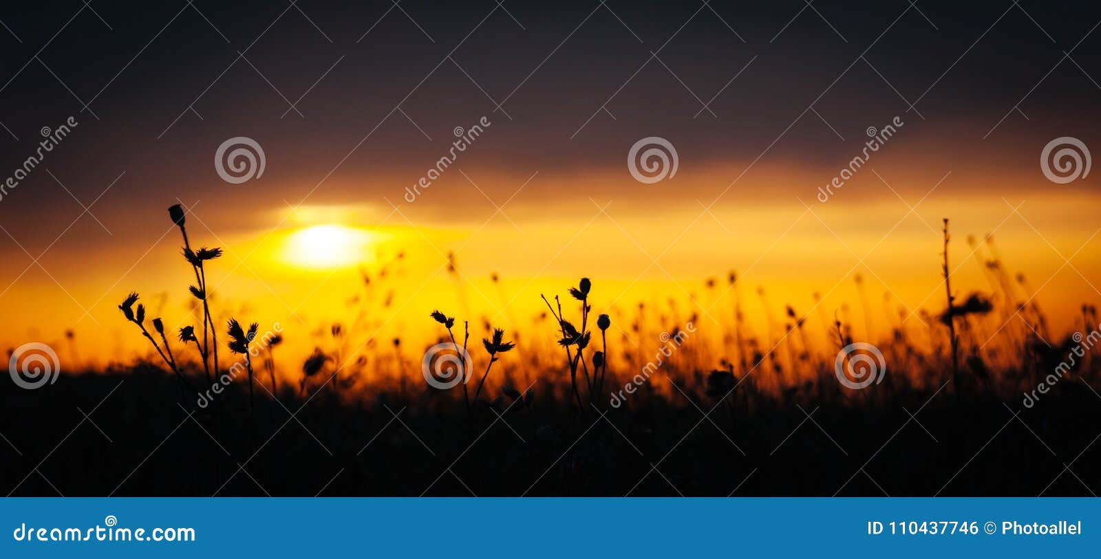 Grass Silhouette Awe Orange Fire Sunset Background Stock Photo - Image ...