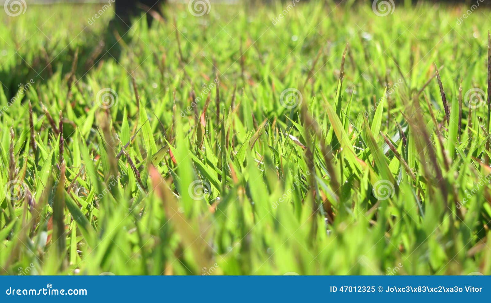 Grass stock image. Image of canon, focus, simple, grass - 47012325