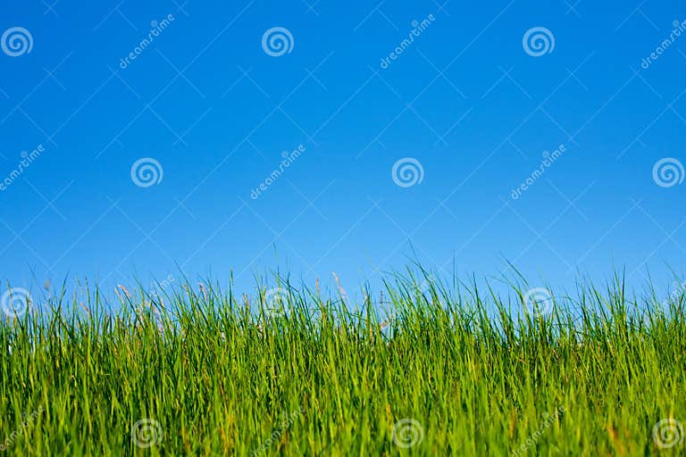 Grass and sky stock photo. Image of nature, grass, green - 10047648