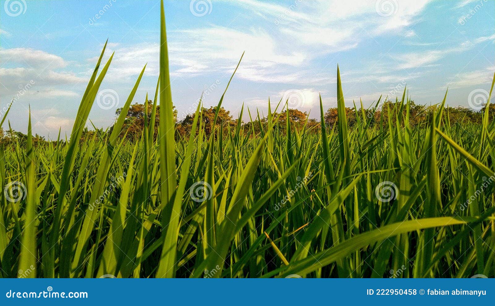 Rice field grass stock photo. Image of field, garden - 222950458