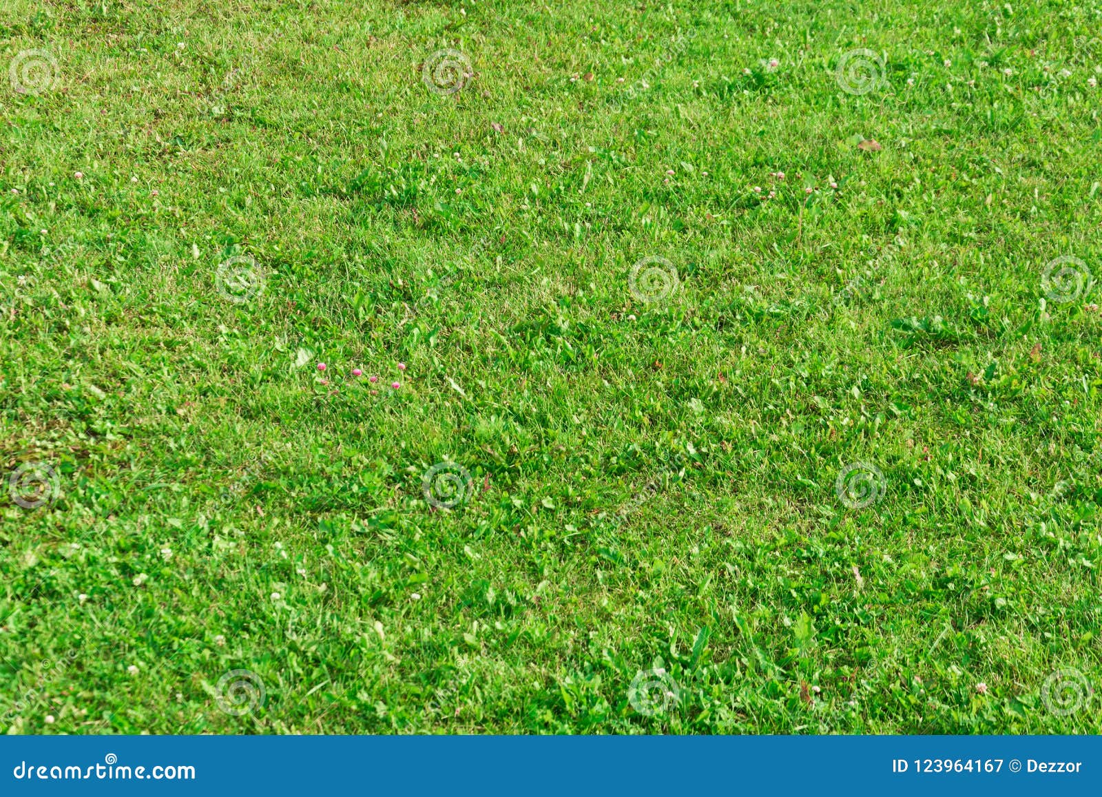 Grass on the Slope of the Lawn Texture. Stock Image - Image of grow ...