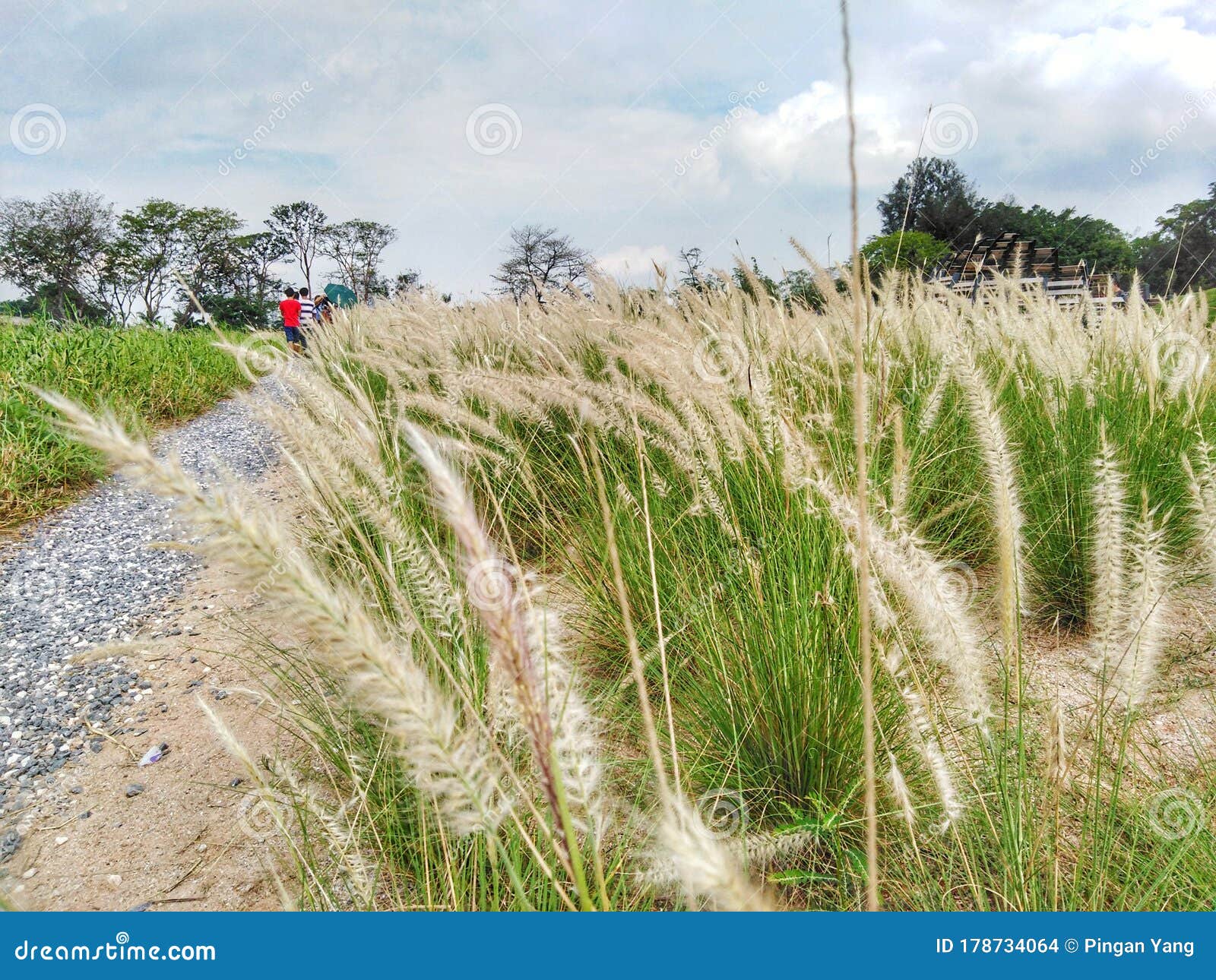 Grass Small Path in the Green Park Editorial Stock Image - Image of ...