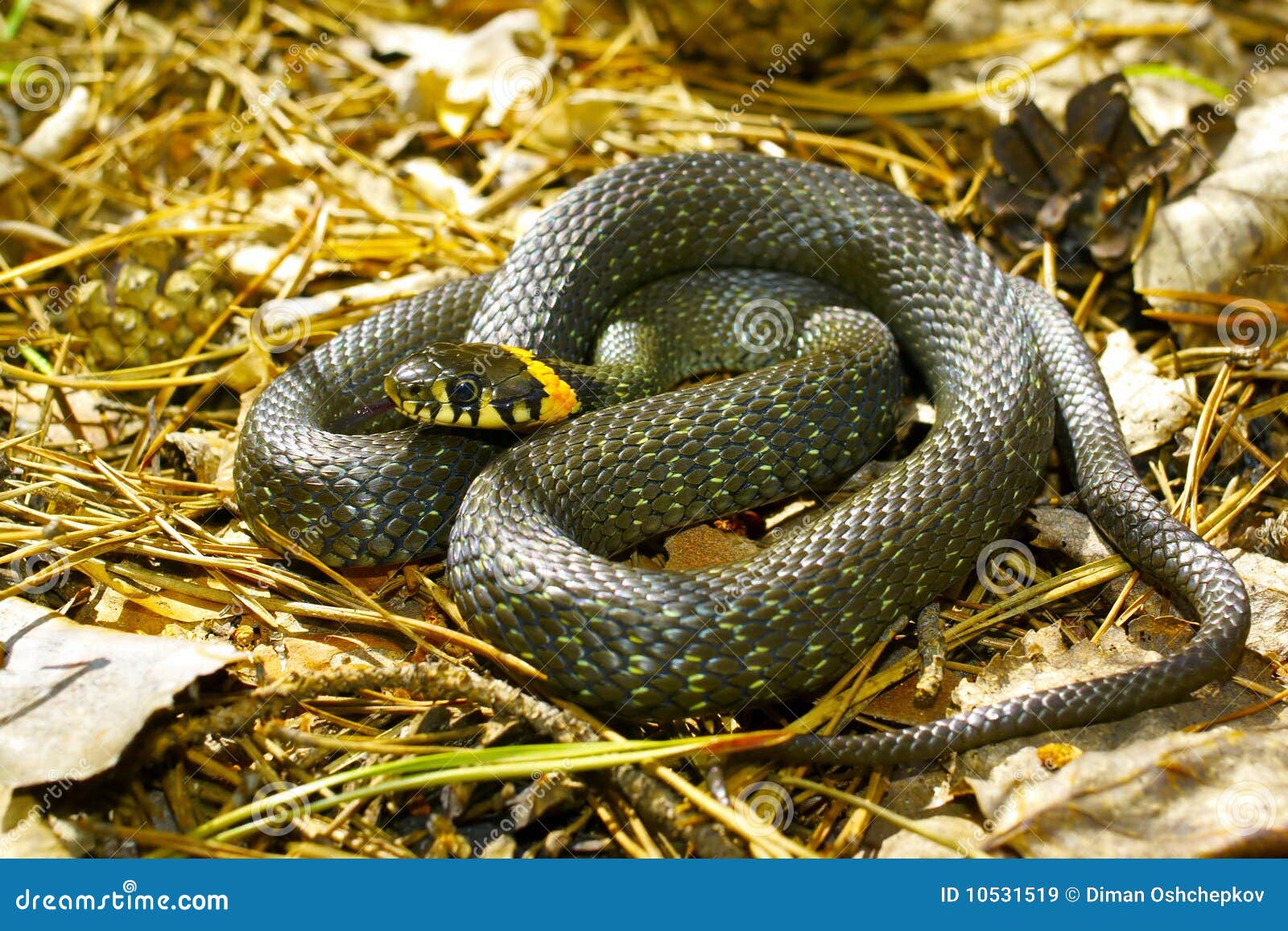 Grass Snake In Forest Background / Natrix Natrix Royalty-Free Stock ...