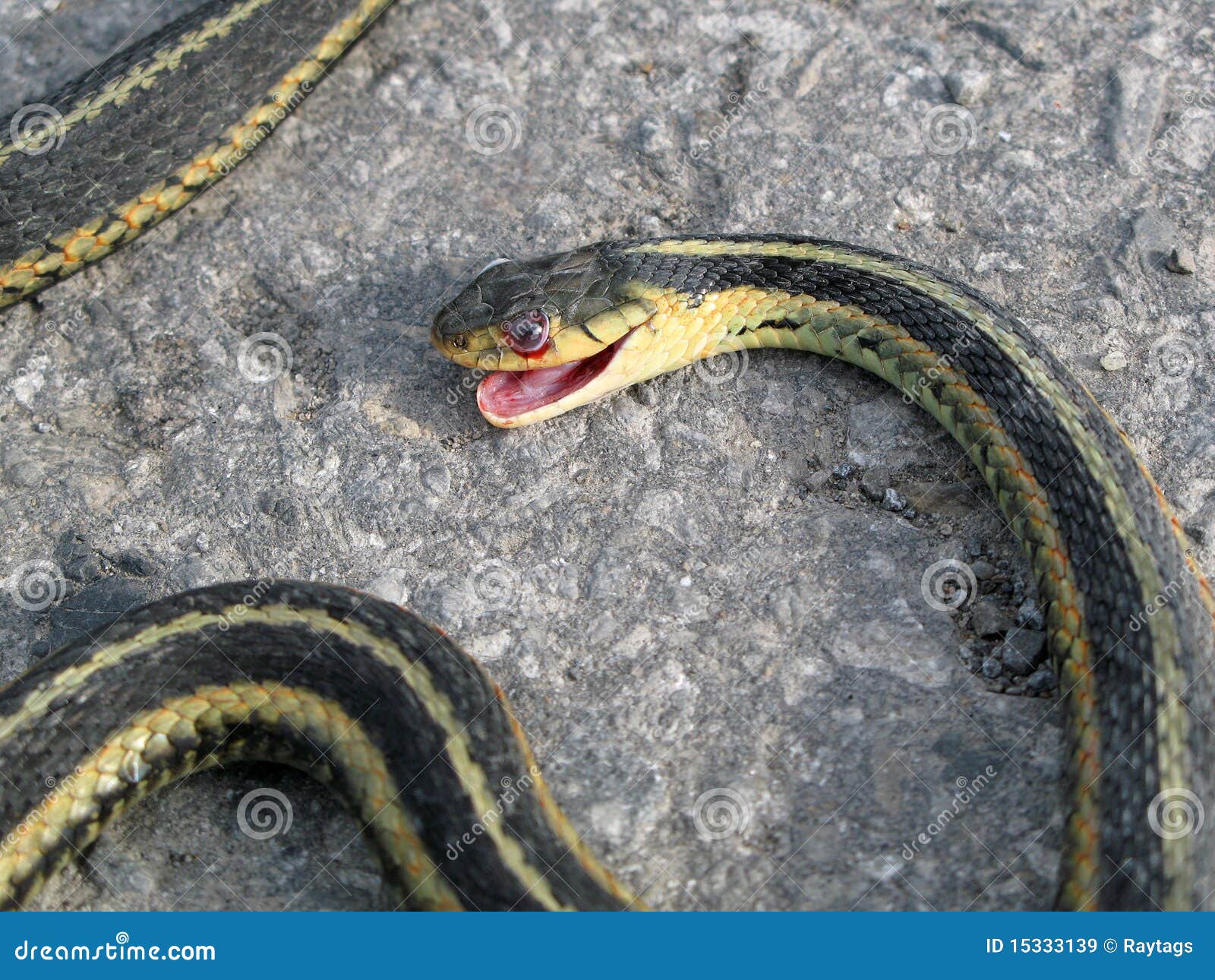 Images Of Grass Snakes