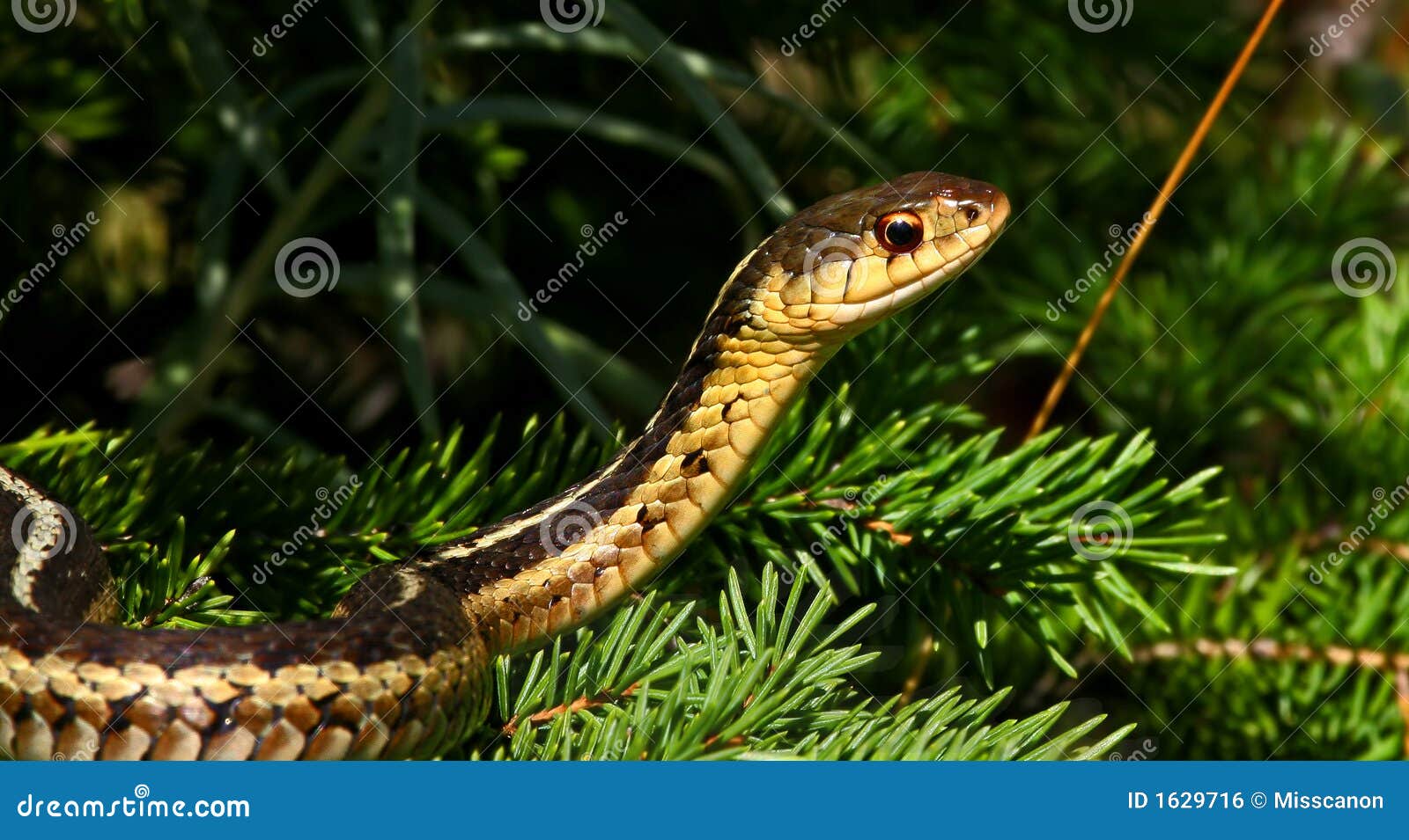 Grass Snake / Natrix Natrix Royalty-Free Stock Photography ...