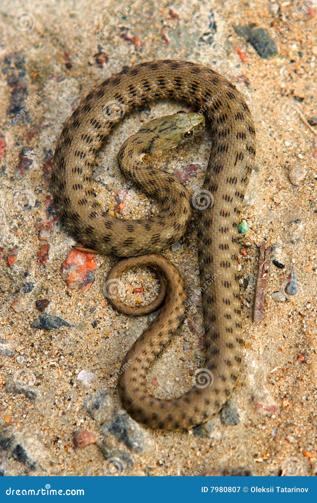 Grass Snake (Natrix Natrix) Royalty-Free Stock Photography ...
