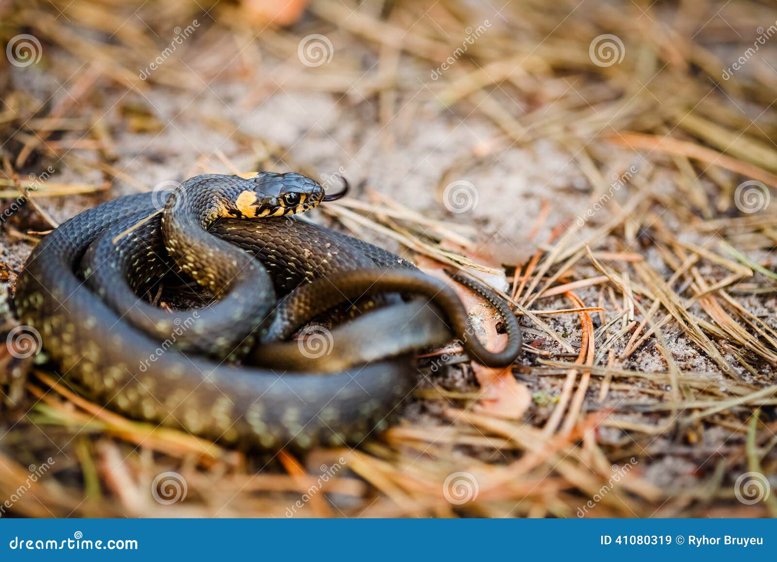 Grass-snake, Adder in Early Spring Stock Image - Image of environment ...