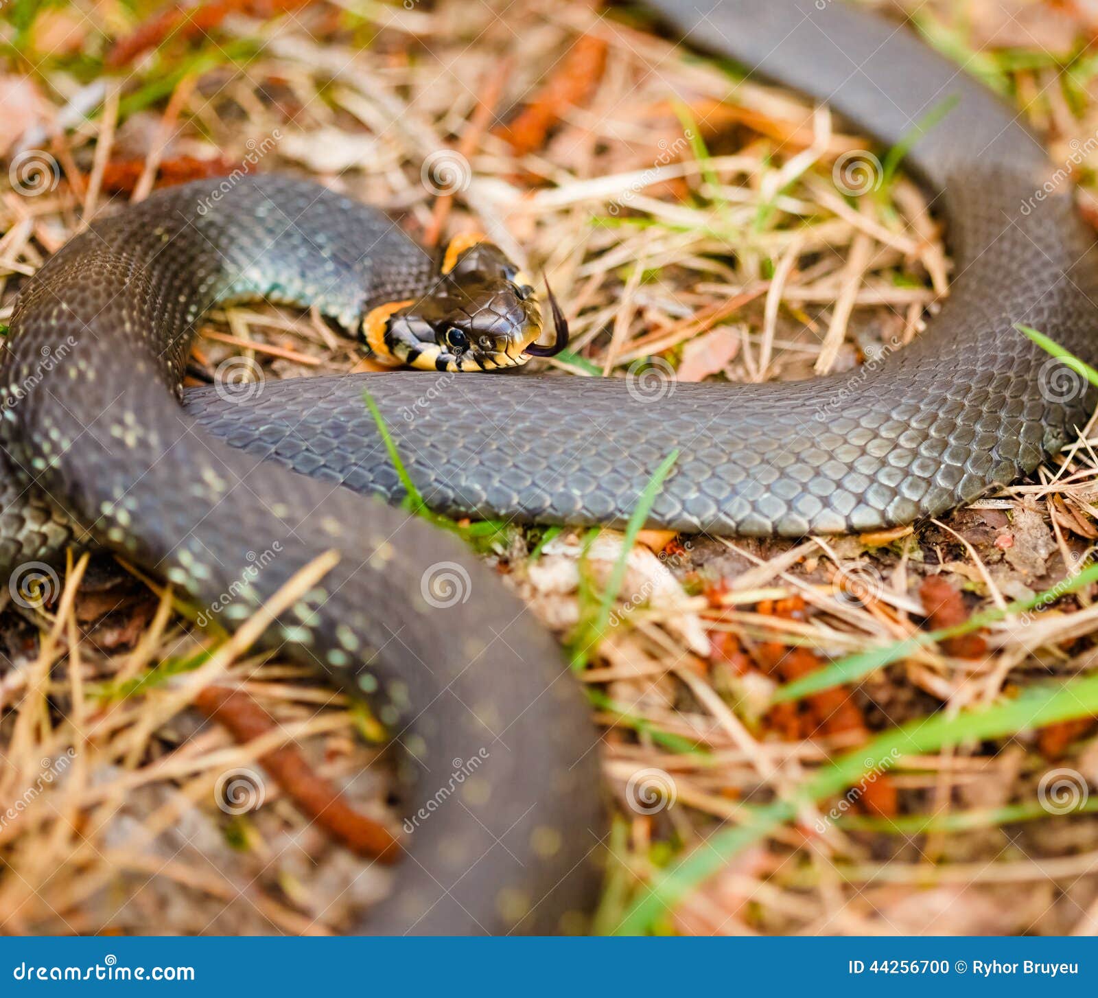 Grass-snake, Adder in Early Spring Stock Photo - Image of macro ...