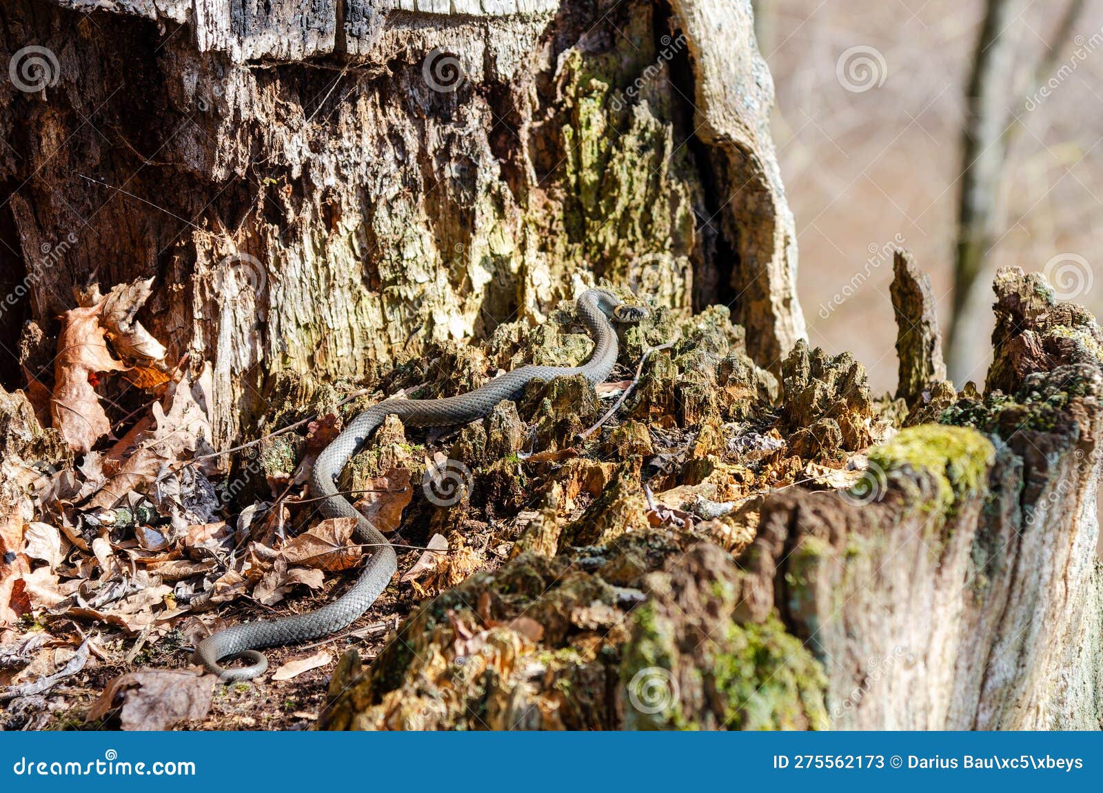 Grass Snake Bask in the Spring Sun Stock Image - Image of water ...