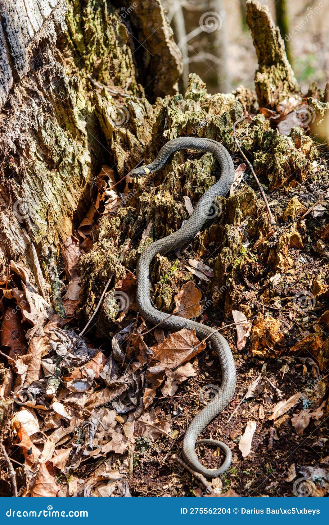 Grass Snake Bask in the Spring Sun Stock Photo - Image of aquatic ...
