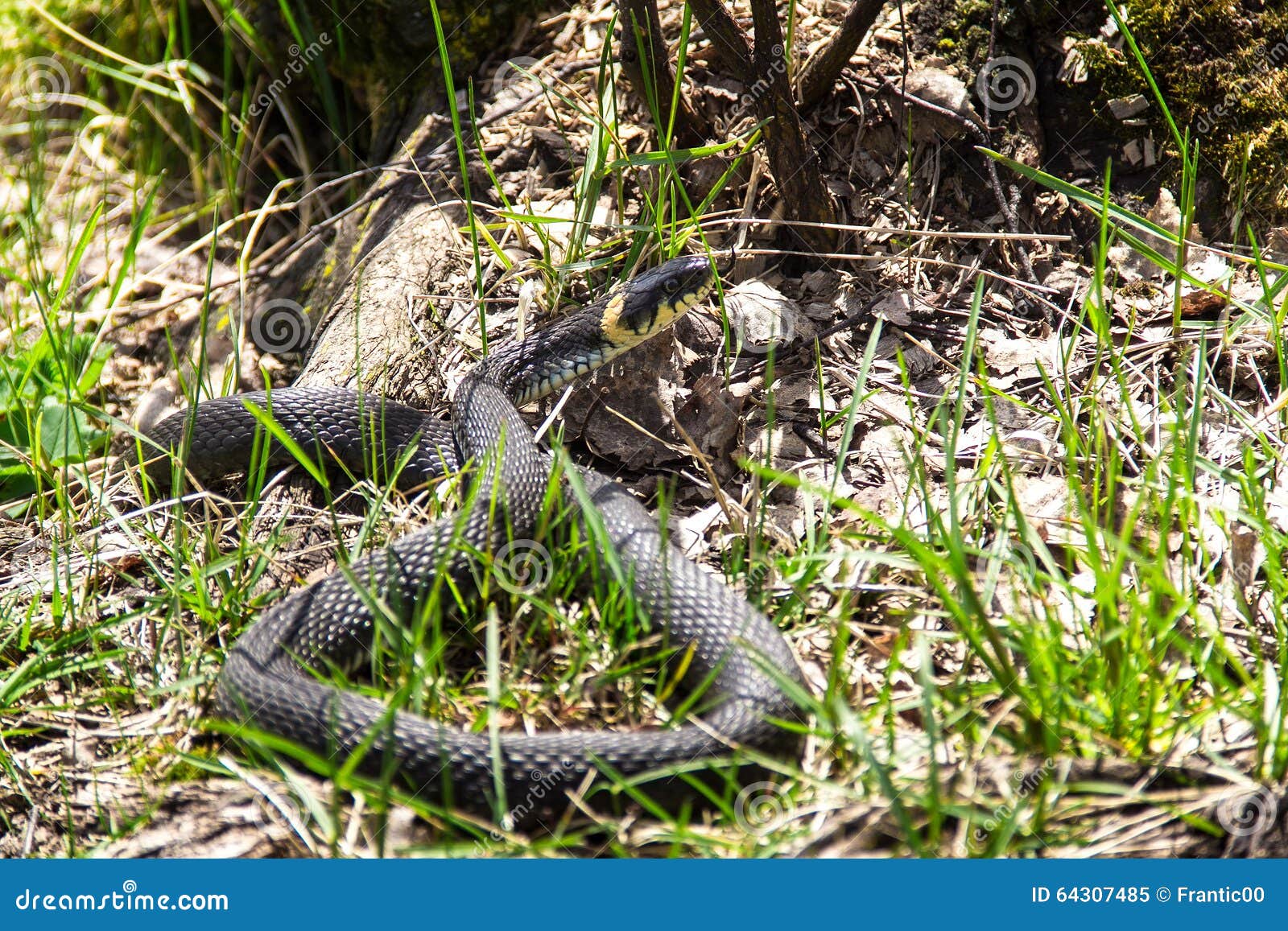 Grass Snake Basking in Natural Habitat Stock Image - Image of nature ...