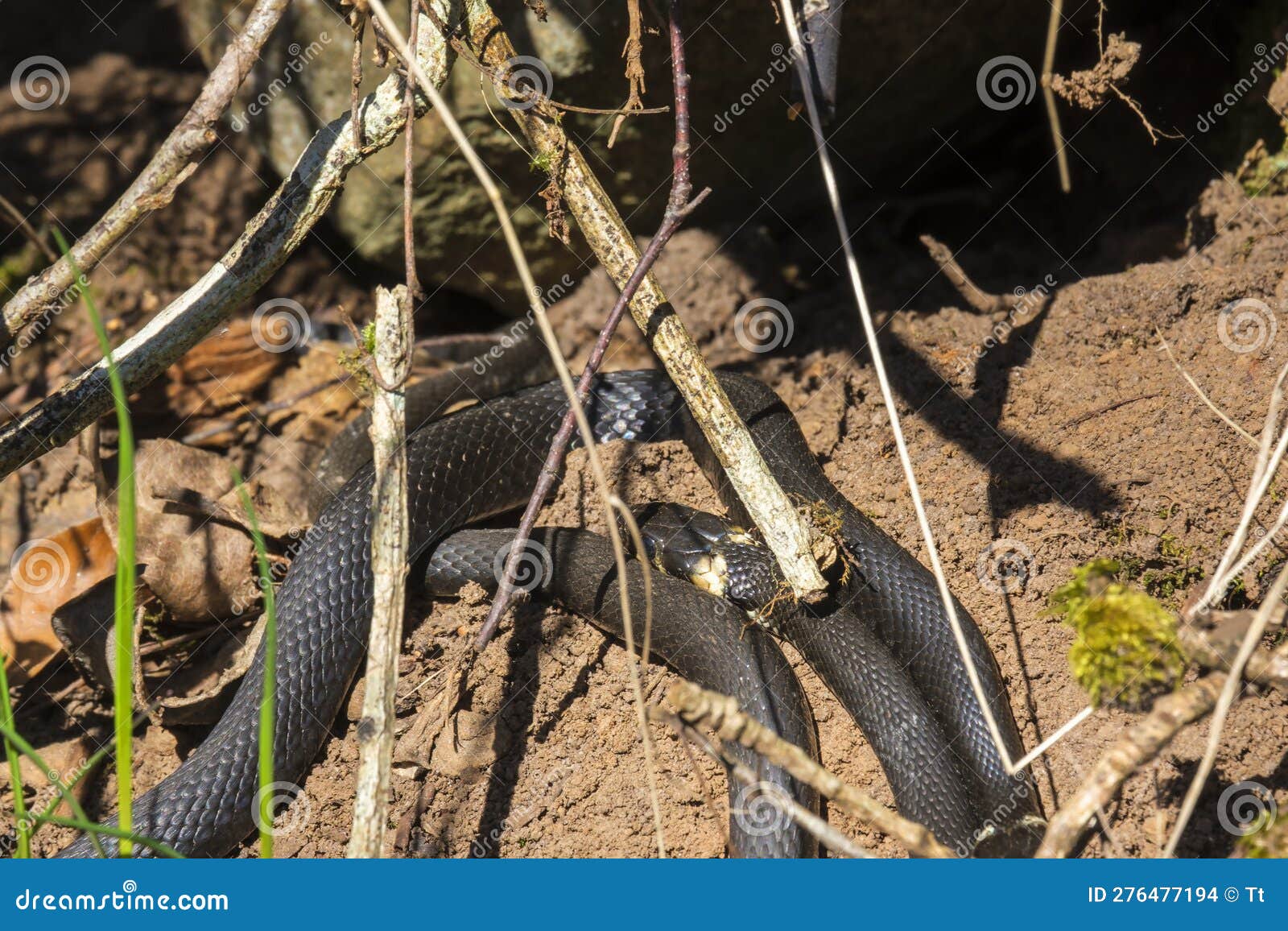 Grass Snake Basking at the Soil in Spring Stock Photo - Image of nature ...