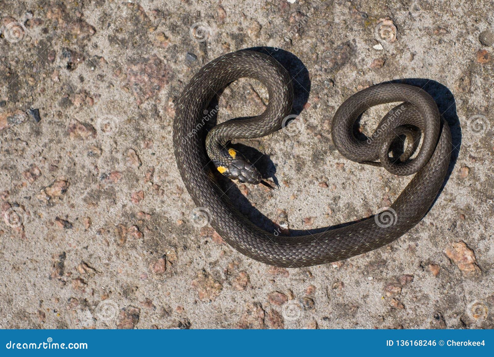Grass Snake Basking in the Sun Natrix Natrix. Stock Photo - Image of ...
