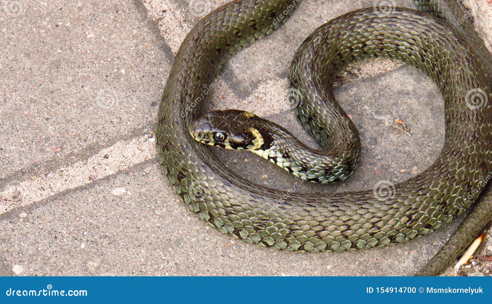 Grass snake curled up stock photo. Image of fright, snake - 154914700