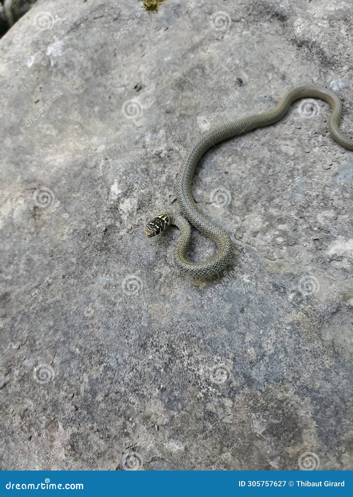 Grass Snake in Defensive Position Stock Image - Image of snake ...